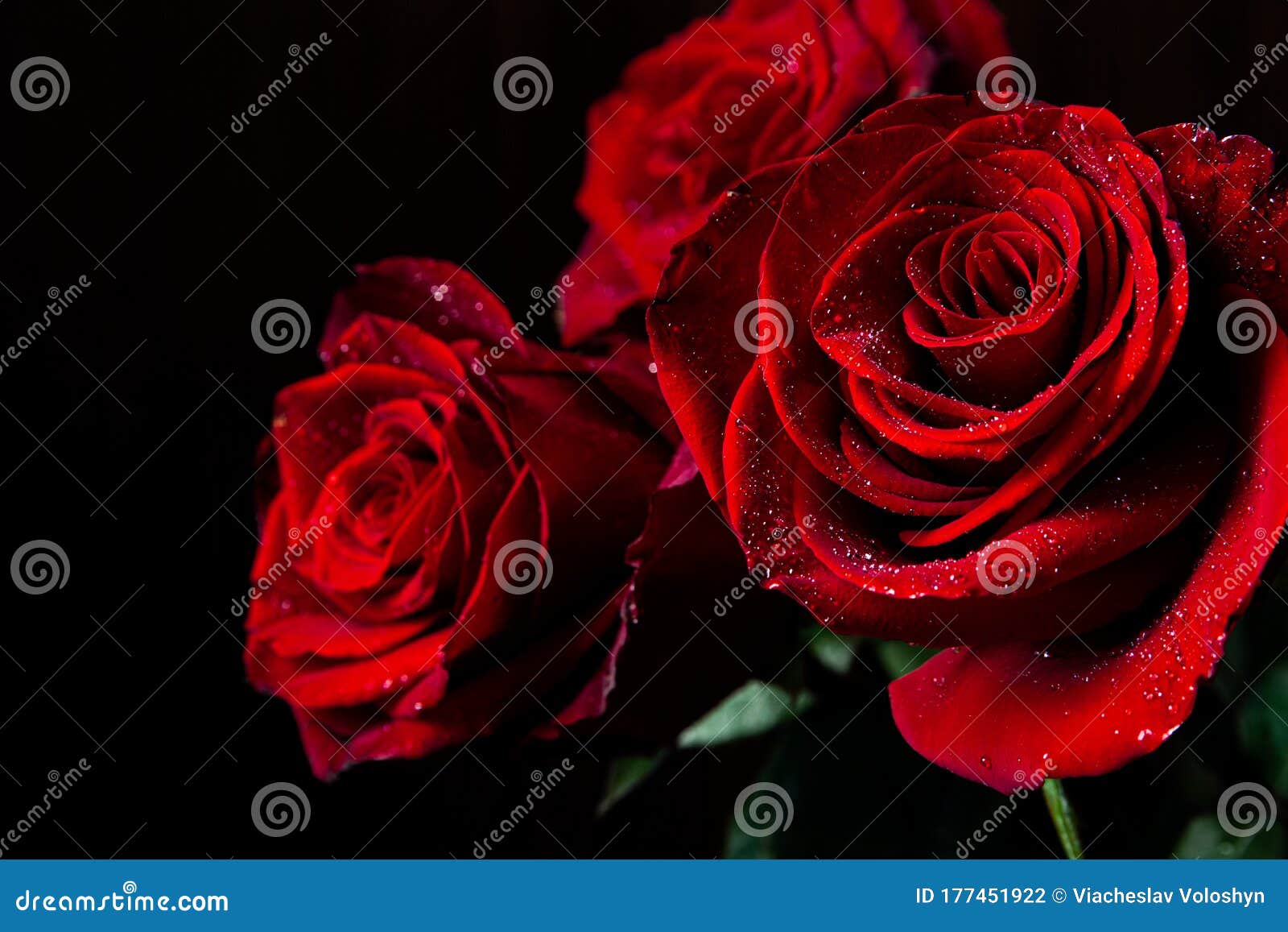 Beautiful Red Roses with Drops of Water on Black Background Stock Photo ...