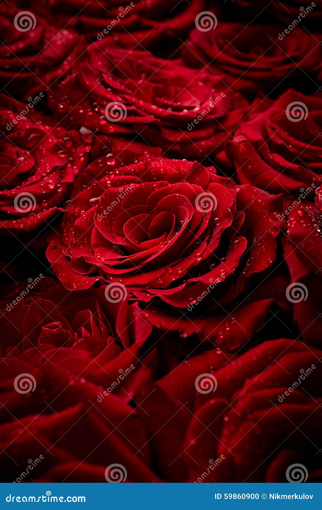 Beautiful Red Roses with Drops of Water Stock Photo - Image of holiday ...