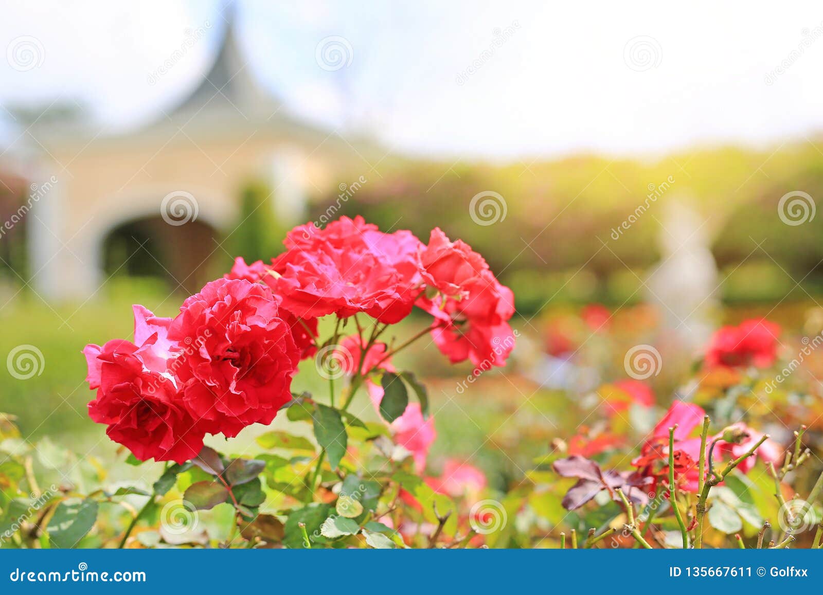 Beautiful Red Roses Flower in the Garden Stock Image - Image of lush ...