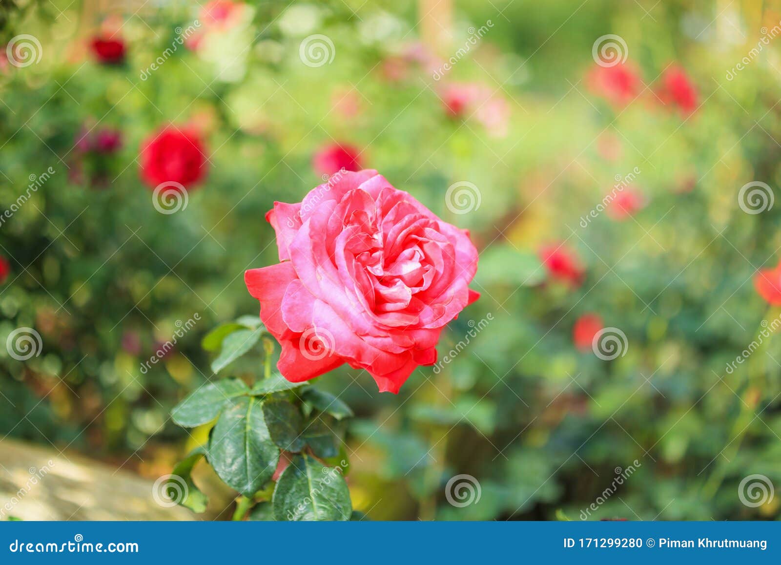 Beautiful Red Roses Flower in the Garden Stock Photo - Image of floral ...