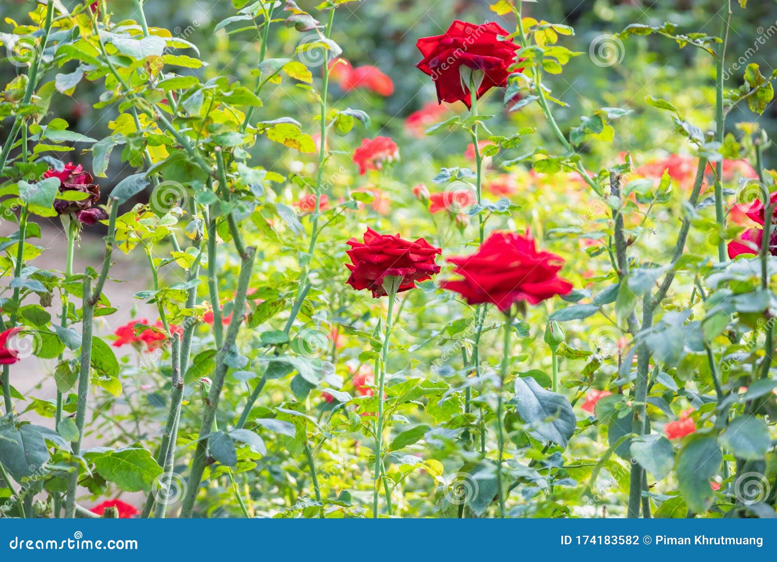 Beautiful Red Roses Flower in the Garden Stock Photo - Image of bright ...