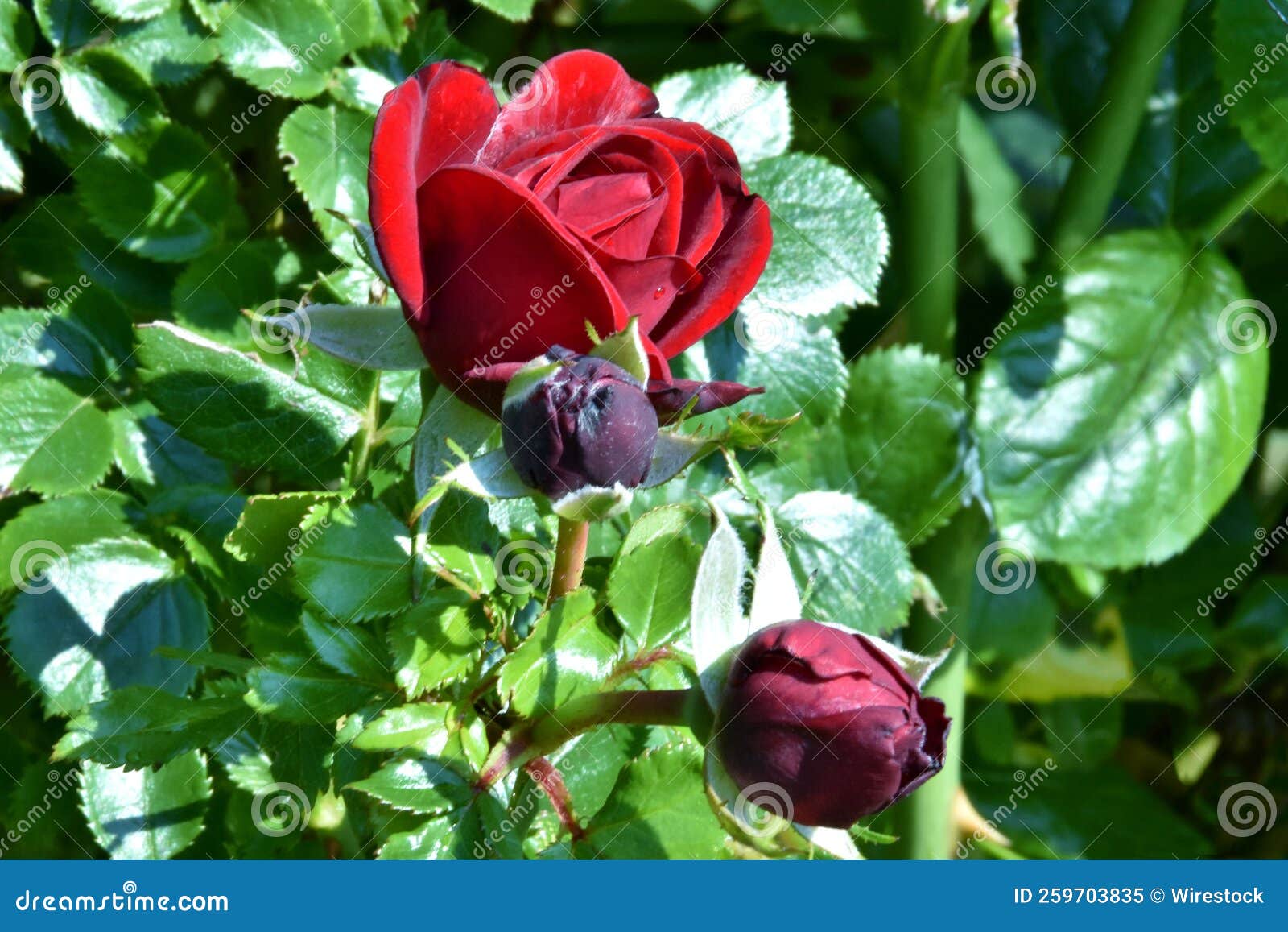 Beautiful Red Roses in the Garden Stock Image - Image of environment ...