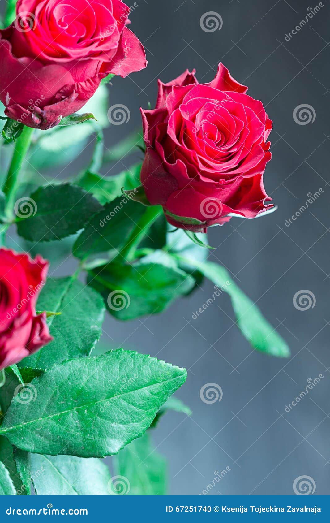 Beautiful Red Roses on Grey Background, Close-up Stock Photo - Image of ...