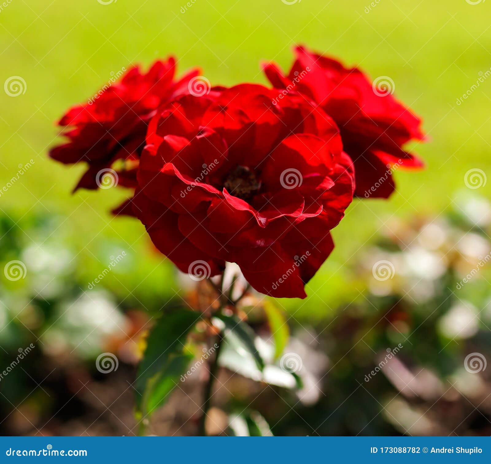 Beautiful Red Roses Grow in the Park Stock Photo - Image of color ...