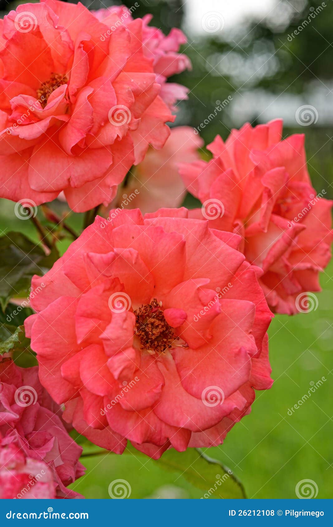 Beautiful Red Roses with Nature Background. Stock Photo - Image of ...