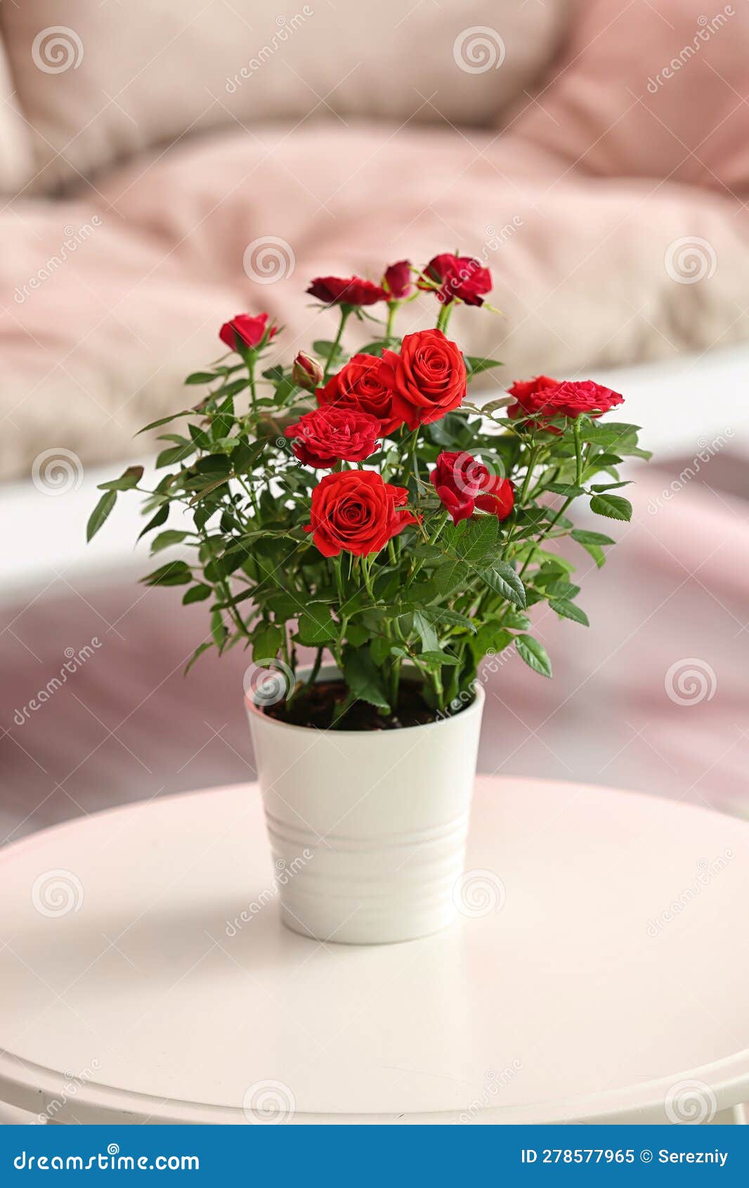 Beautiful Red Roses in Pot on Table Stock Image - Image of decor ...