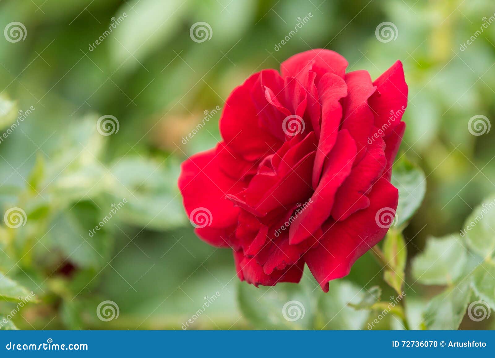Beautiful Red Roses in Spring Garden Stock Photo - Image of plant ...