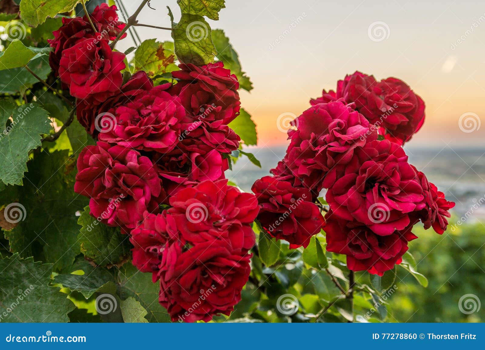 Beautiful Red Roses at Sunset Stock Photo - Image of sunlight, warning ...