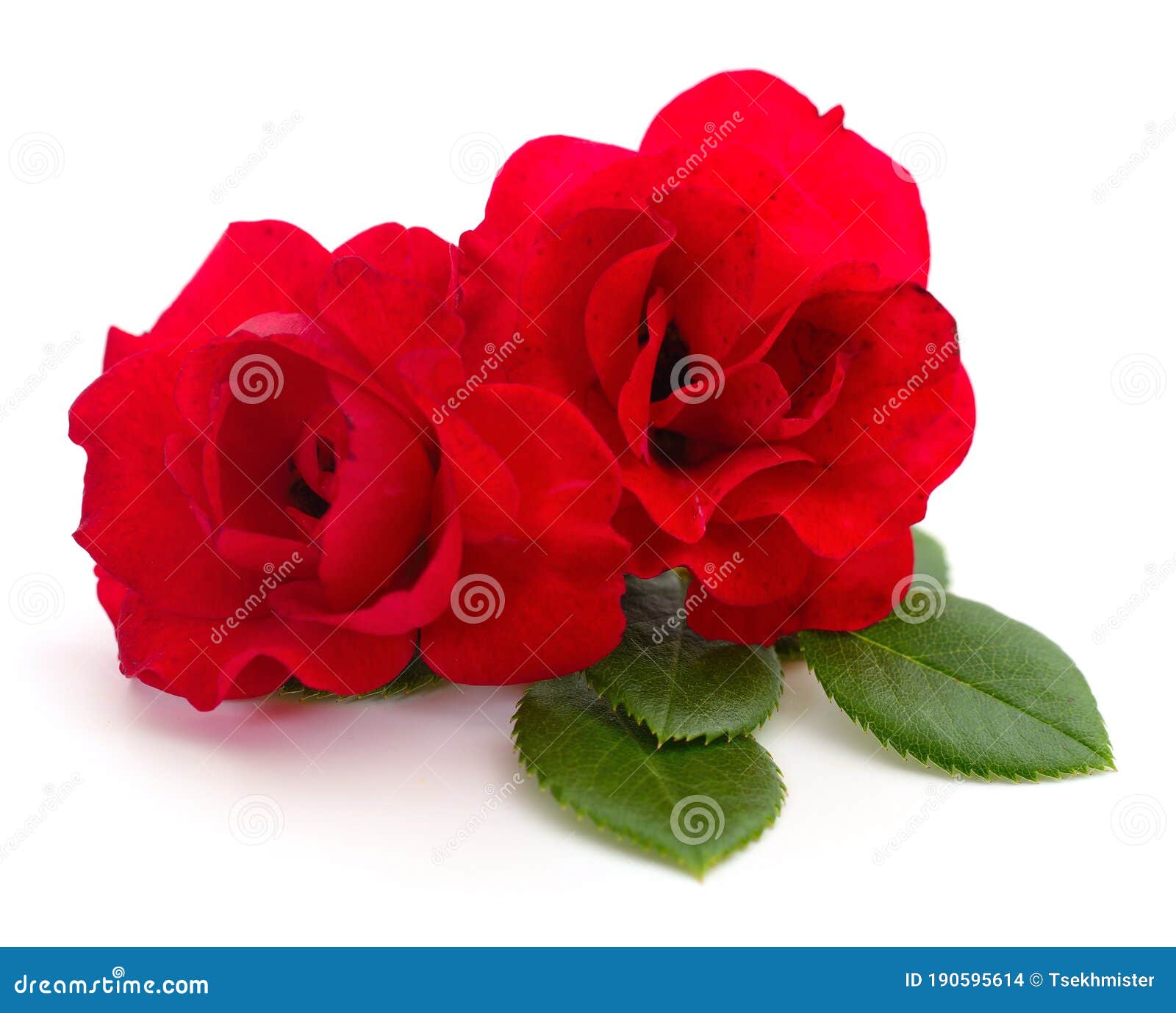 Beautiful red roses stock photo. Image of isolated, green - 190595614