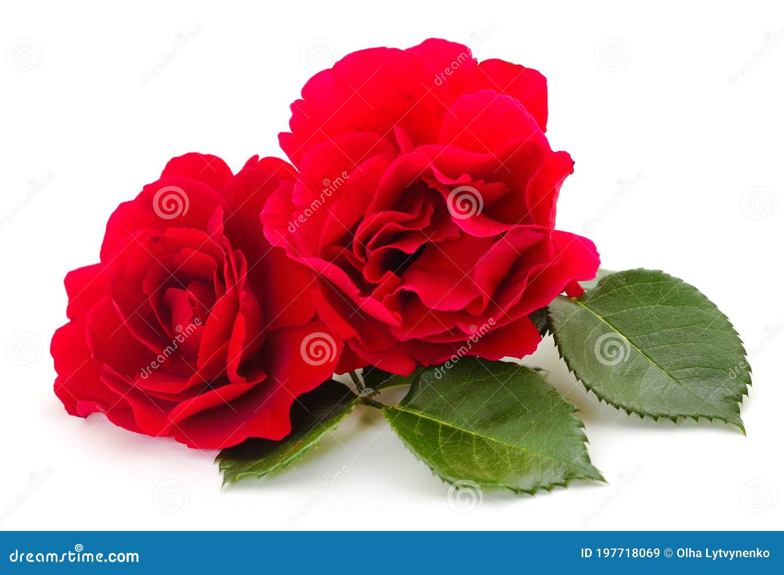 Beautiful red roses stock image. Image of flowers, nature - 197718069