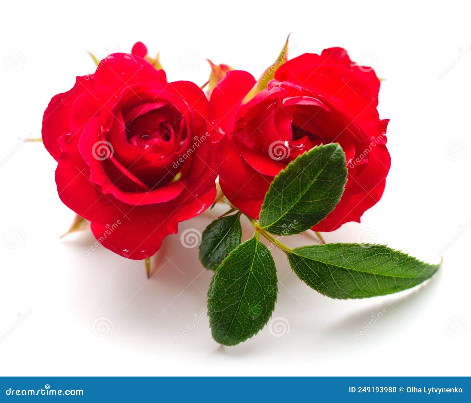 Beautiful red roses stock photo. Image of lying, leaf - 249193980