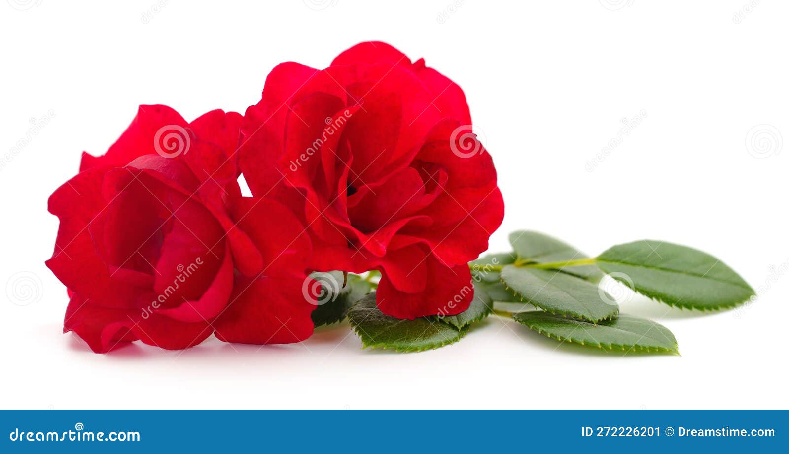 Beautiful red roses stock image. Image of holidays, roses - 272226201