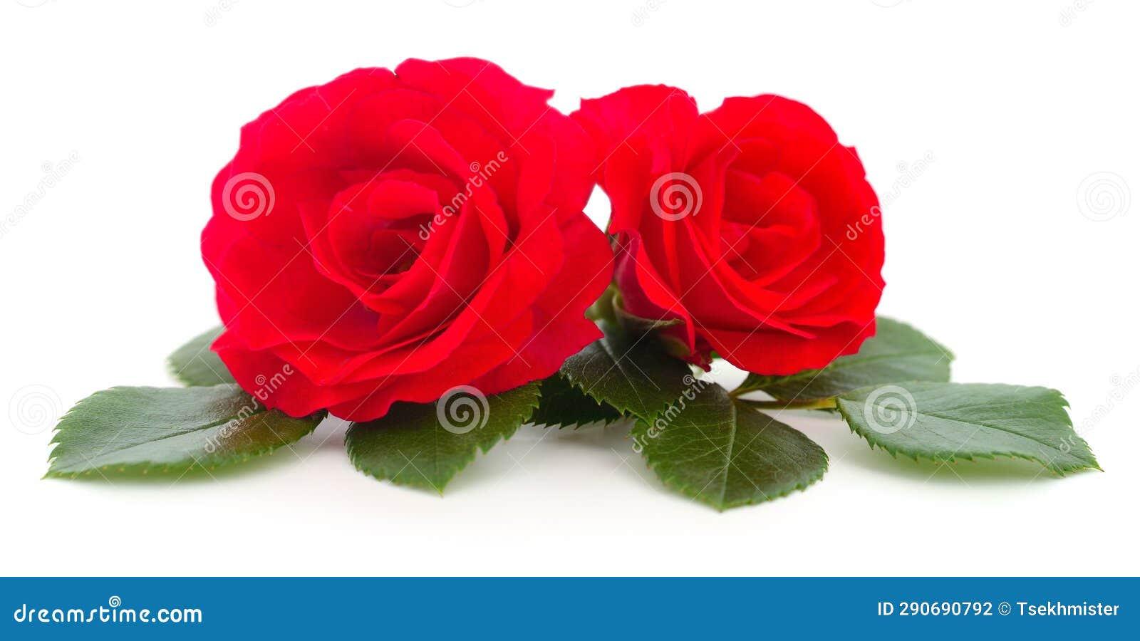 Beautiful red roses stock photo. Image of flowers, beautiful - 290690792