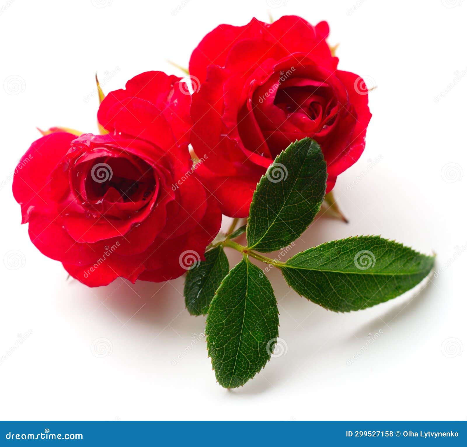 Beautiful red roses stock photo. Image of leaf, green - 299527158