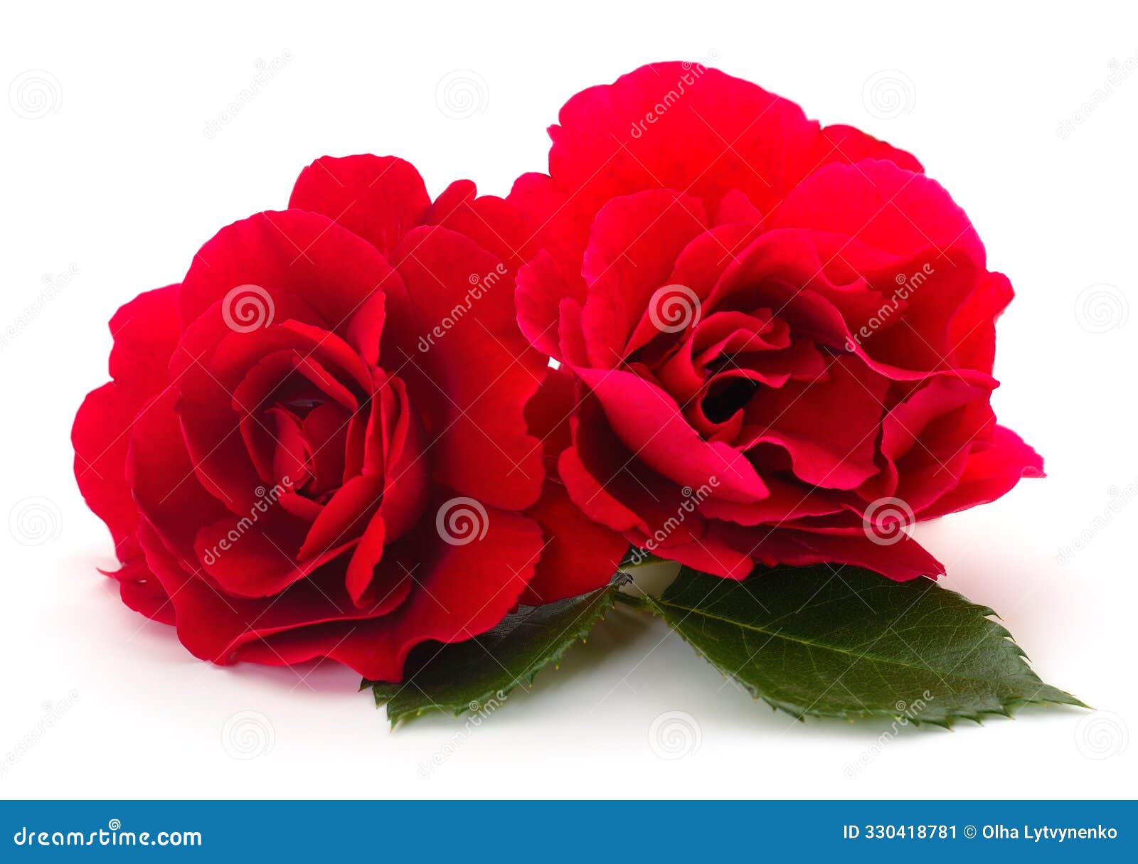 Beautiful red roses stock image. Image of isolated, petal - 330418781