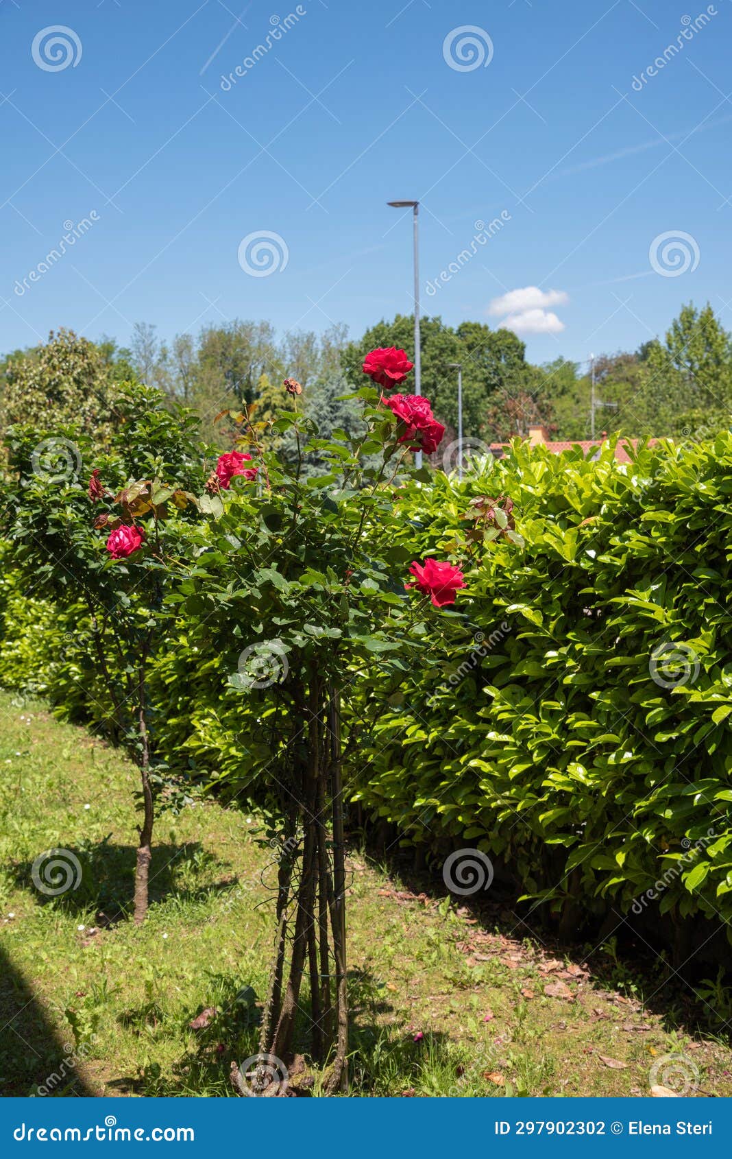 Roses stock photo. Image of woodland, tree, backyard - 297902302