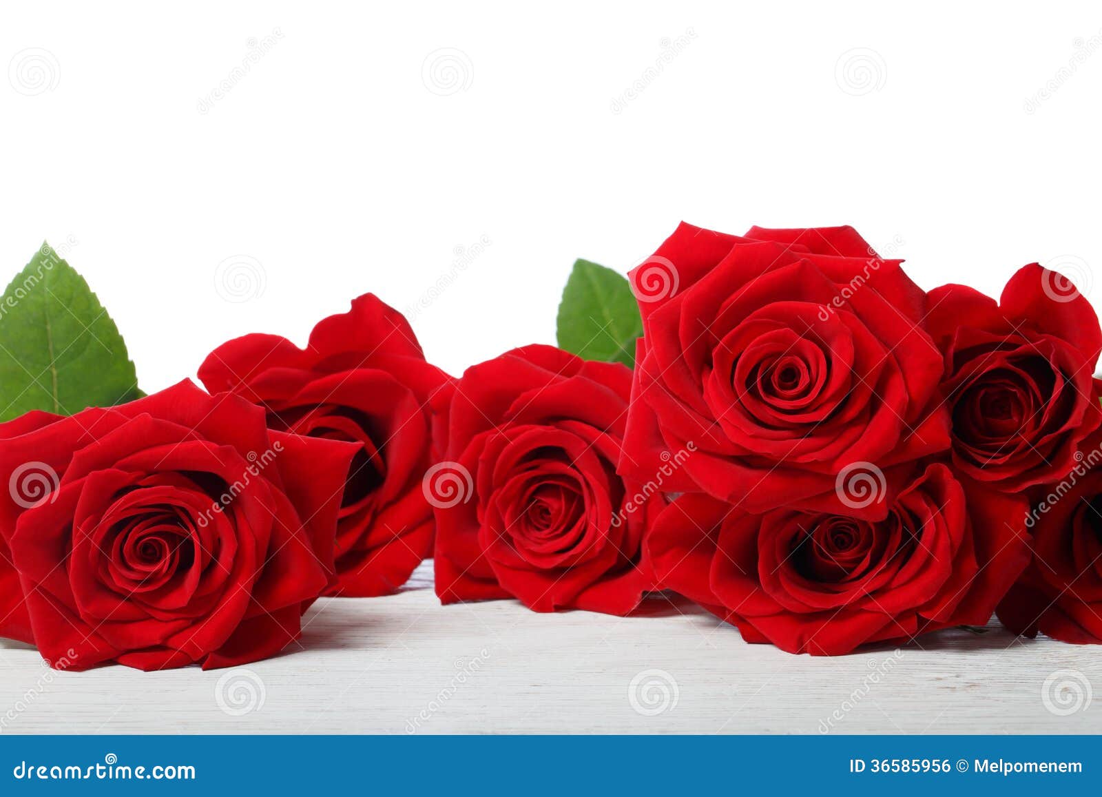 Beautiful red roses stock photo. Image of isolated, bloom - 36585956