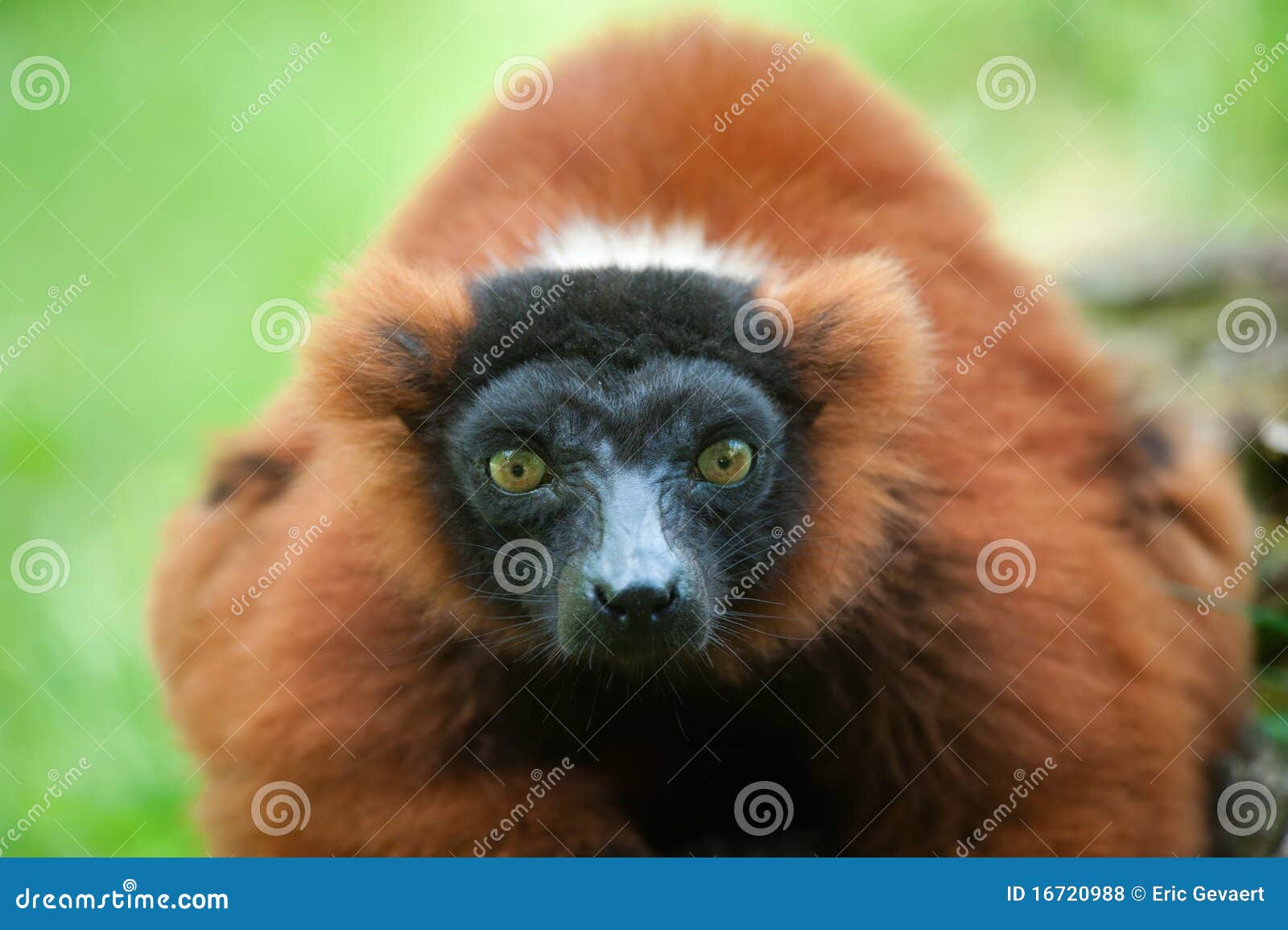 Beautiful red ruffed lemur stock photo. Image of animal - 16720988