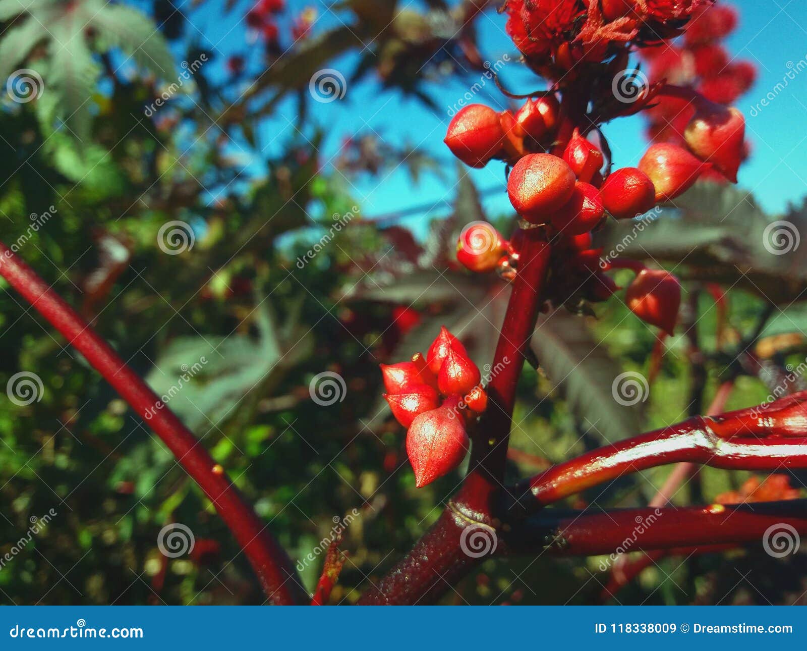 Beautiful Red Seeds of Chestnuts Stock Image - Image of autumn, healthy ...