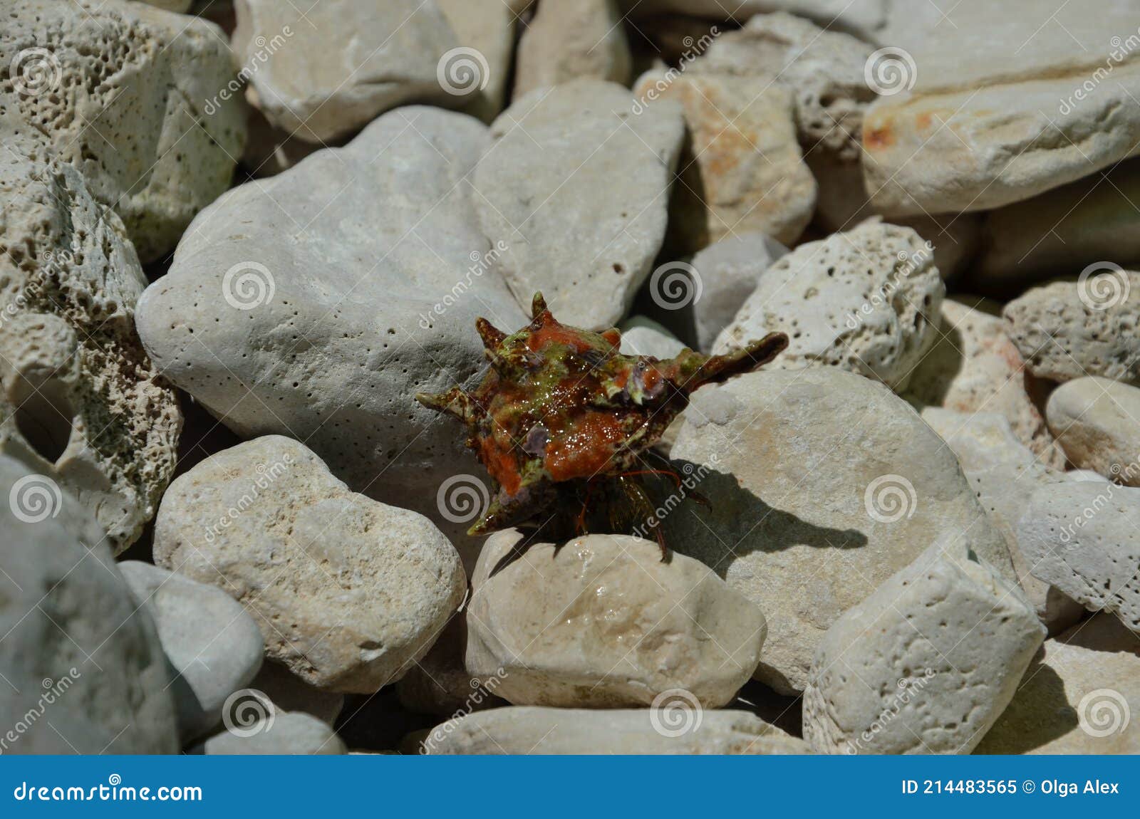 Beautiful Red Shell with Cancer on the Beach in Croatia Stock Image ...