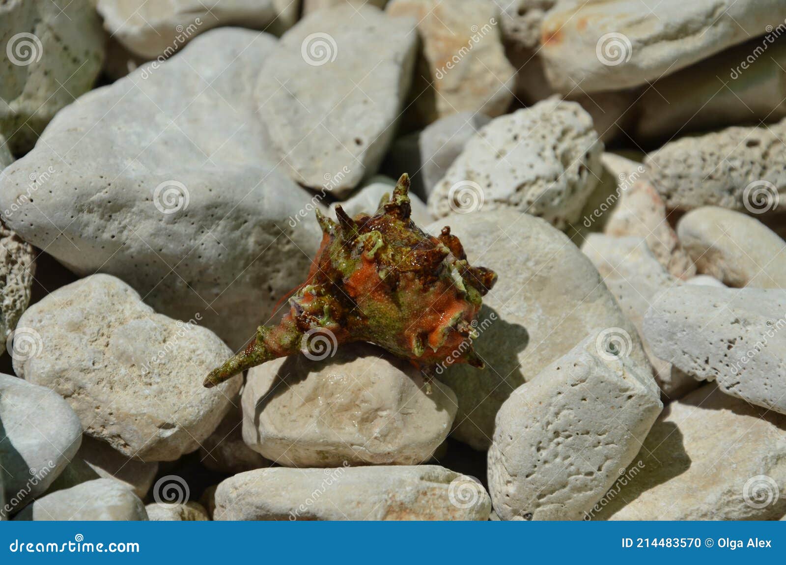 Beautiful Red Shell with Cancer on the Beach in Croatia, Muschel Mit ...