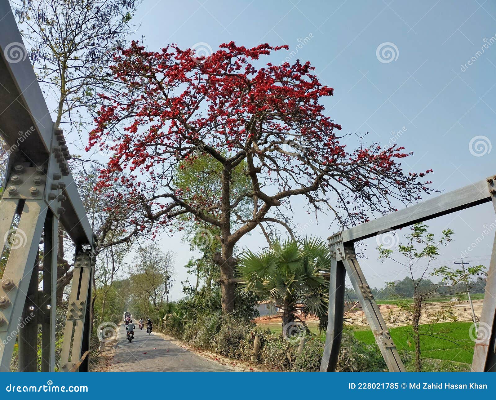 Beautiful Red Shimul Flowers Stock Image - Image of fruit, tree: 228021785