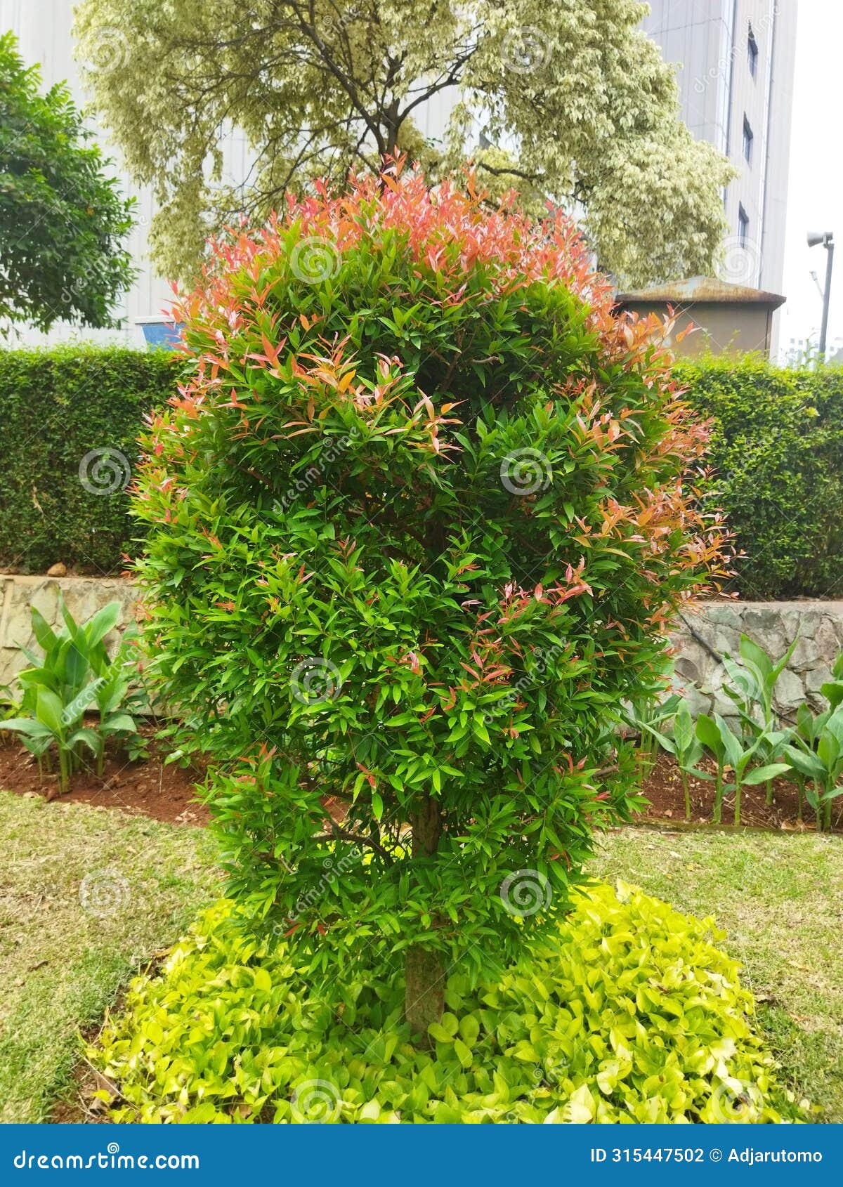 Beautiful Red Shoots in the Garden, Frontal Angle at Eye Level Stock ... Beautiful Red Shoots in the Garden, Frontal Angle at Eye Level Stock ...