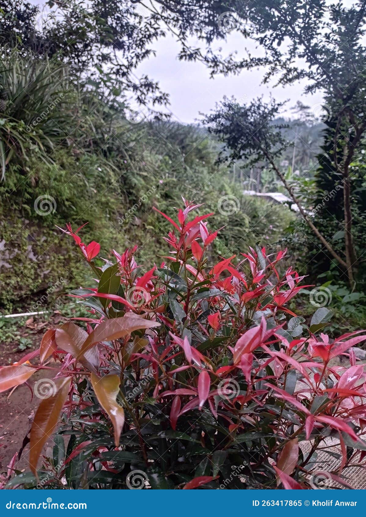 Beautiful Red Shoots Tree during the Day Stock Image - Image of tree ...