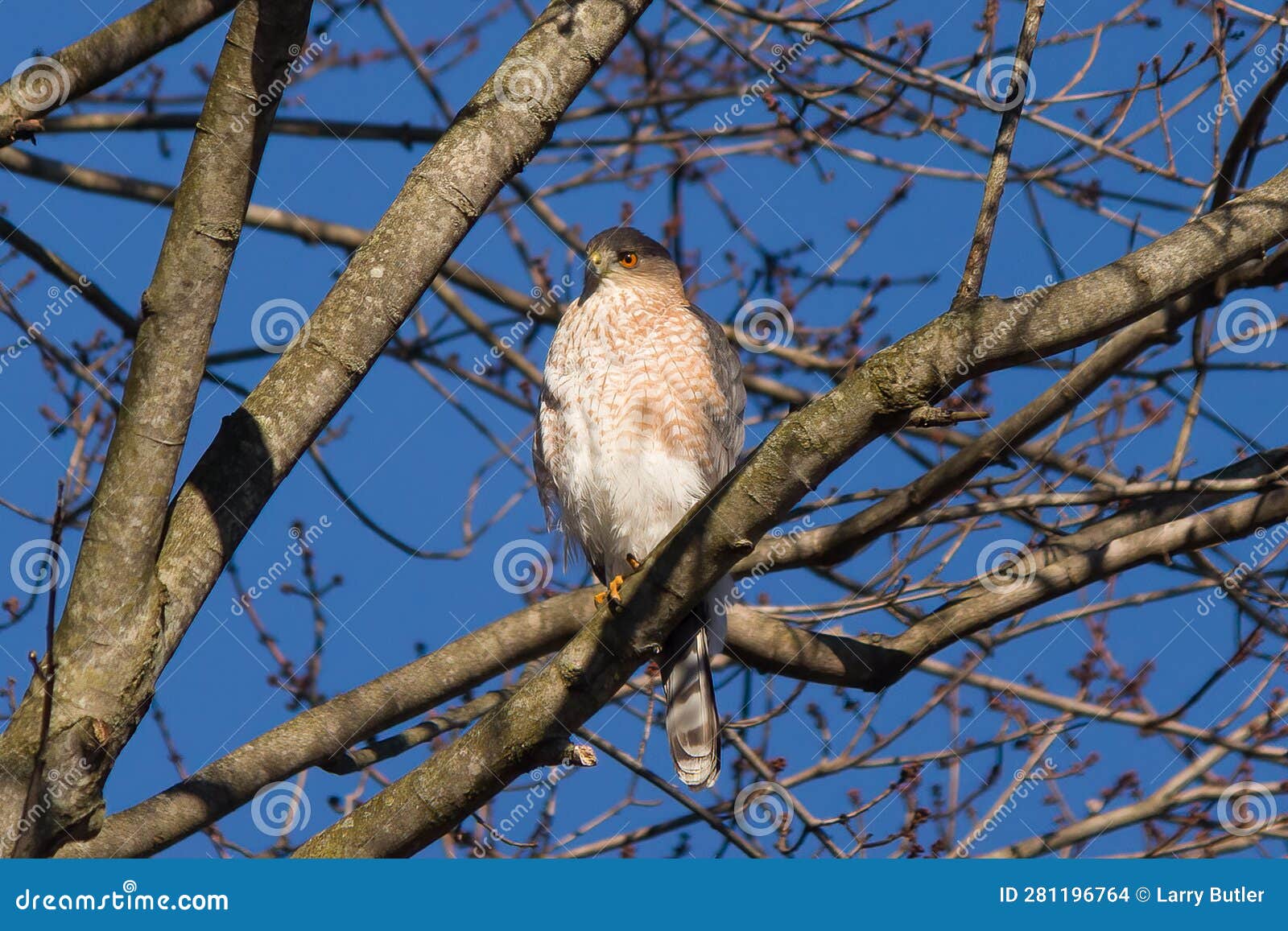 Beautiful Red-shouldered Hawk Perched in a Tree Stock Photo - Image of ...