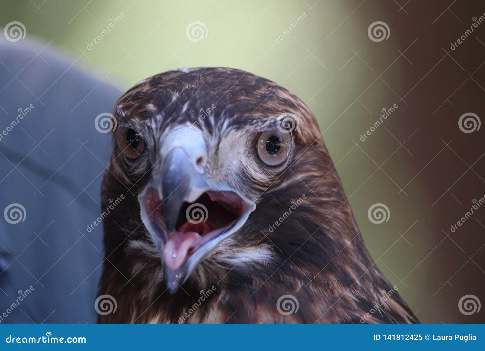 Beautiful Red Shouldered Hawk Stock Image - Image of feathers, patterns ...