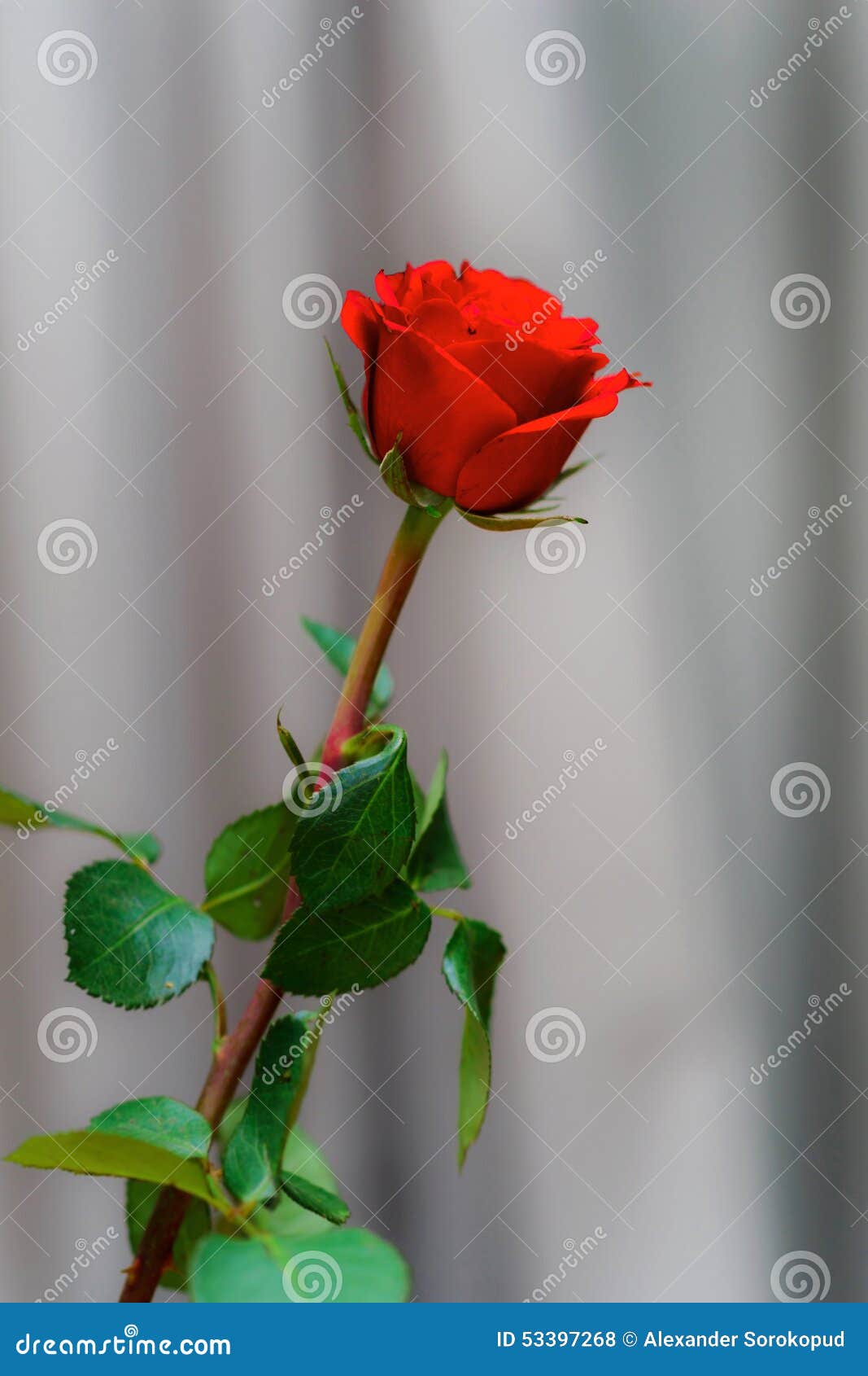 Beautiful Red Single Rose in the Glass Stock Photo - Image of design ...