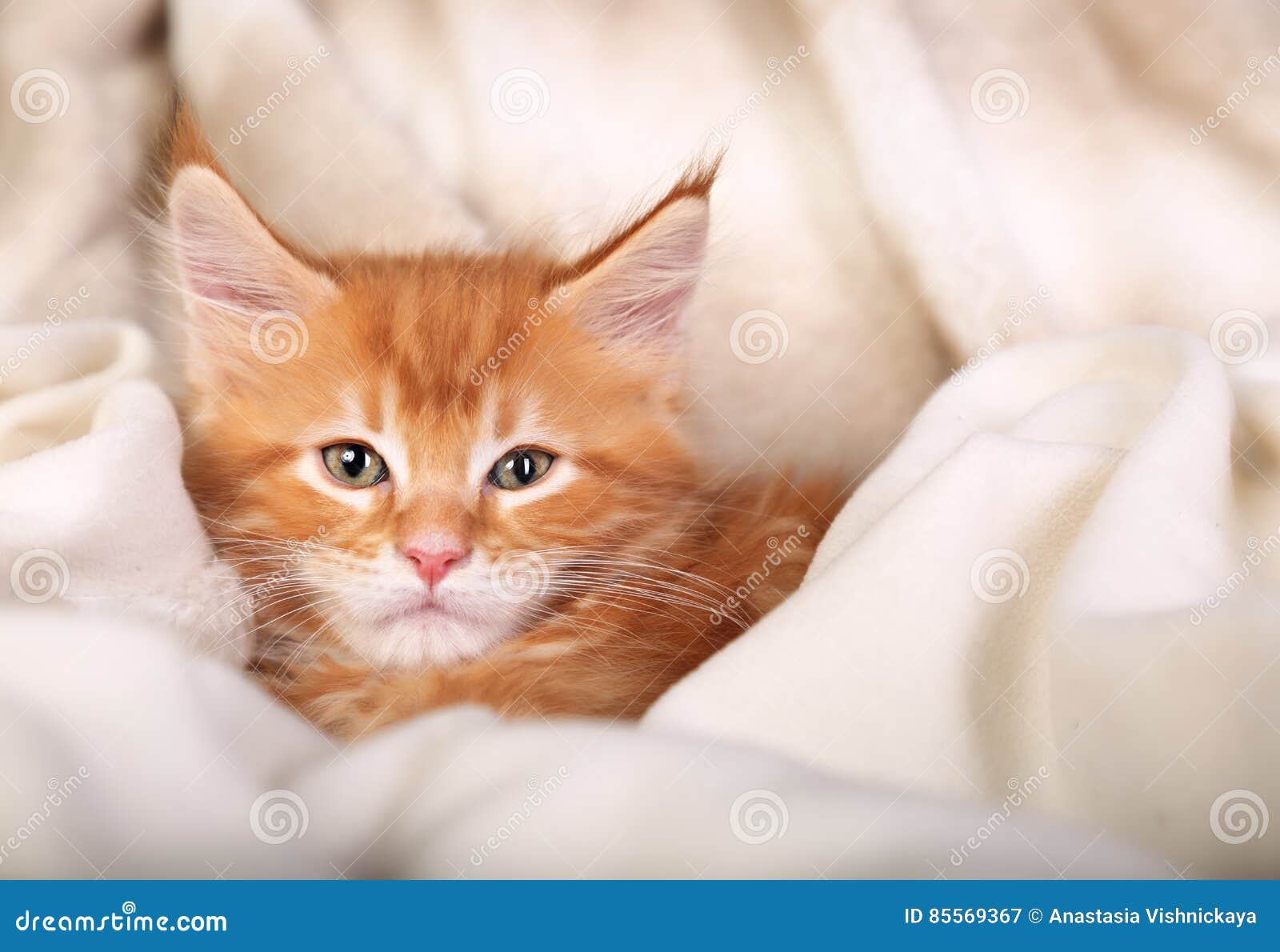 Beautiful Red Solid Maine Coon Kitten Covered in Warm Blanket an Stock ...