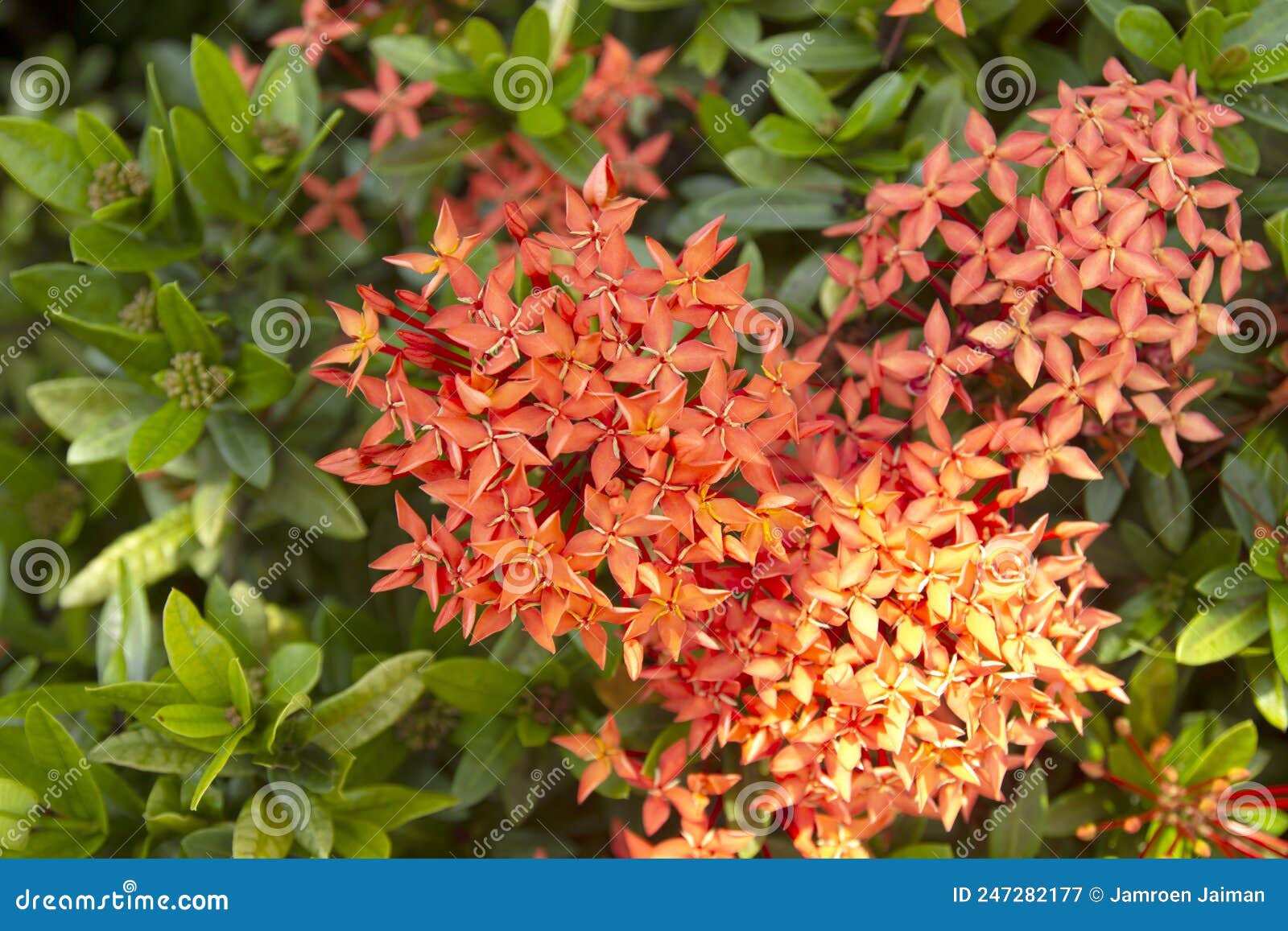 Beautiful Red Spike Flower Blooming in the Garden. Red Flower Stock ...