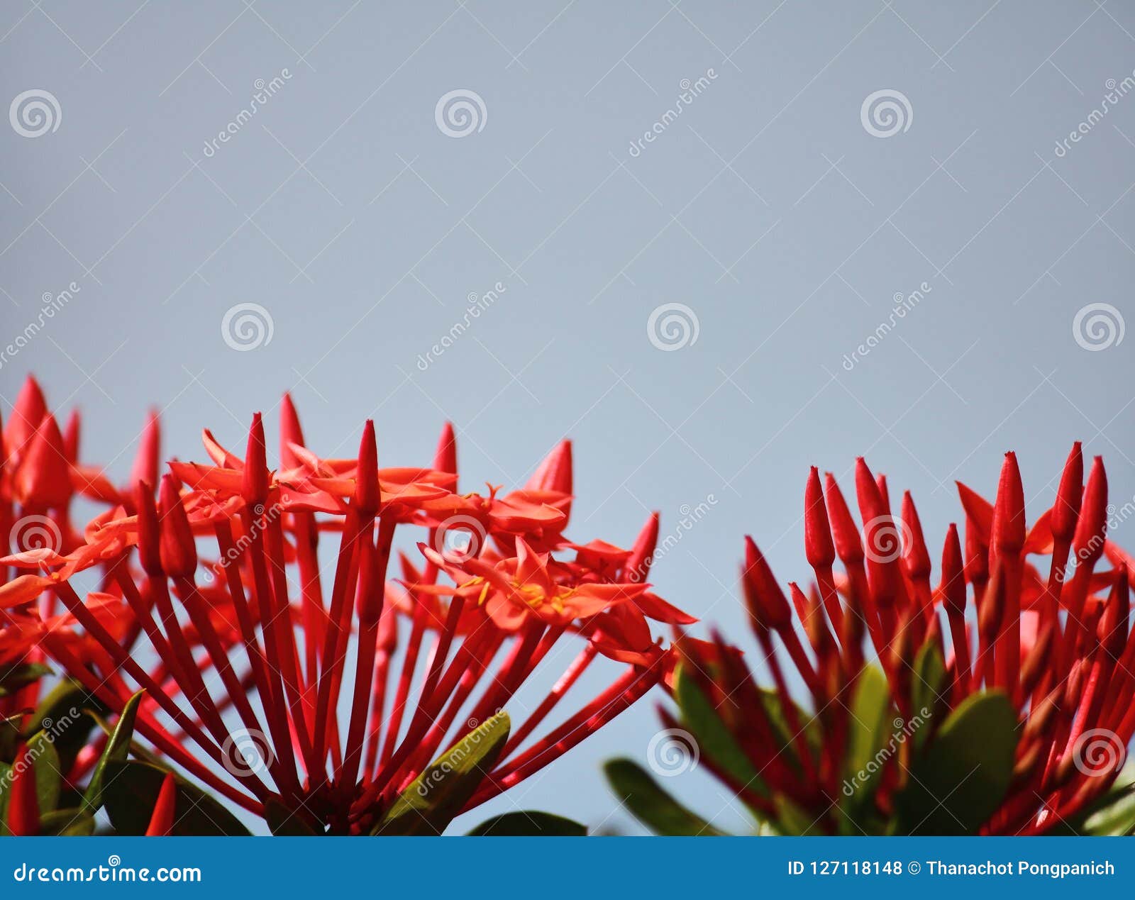 Beautiful Red Spike Flower in Fresh Nature Stock Photo - Image of ...