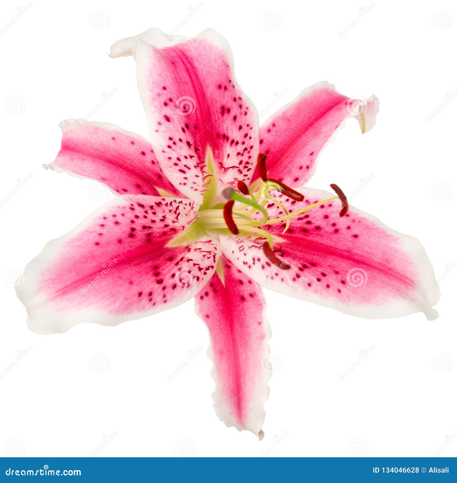 Red with Spotted Lily Flower Isolated on White Background Stock Photo ...