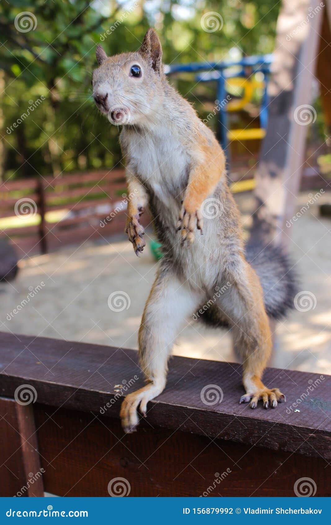 Beautiful Red Squirrel in the City on the Playground. Stock Photo ...