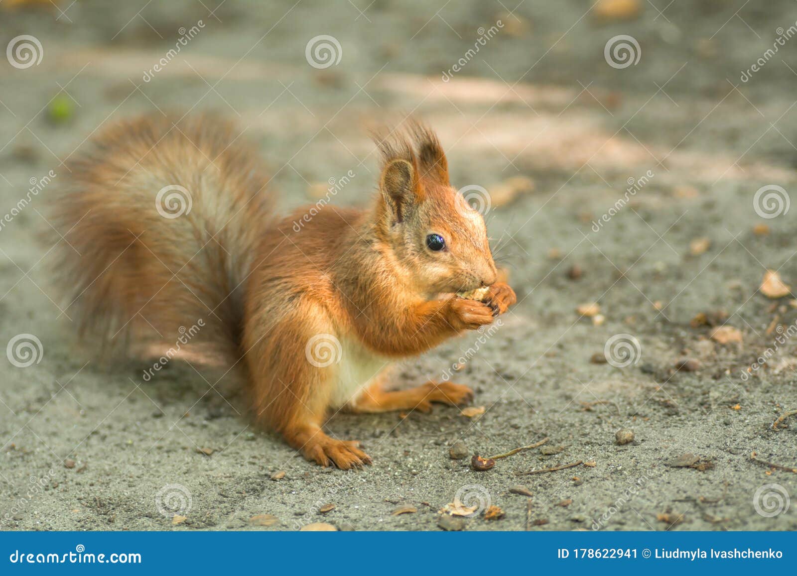 Beautiful Red Squirrel is Eating Nuts in the Park. Close Up Shot Stock ...