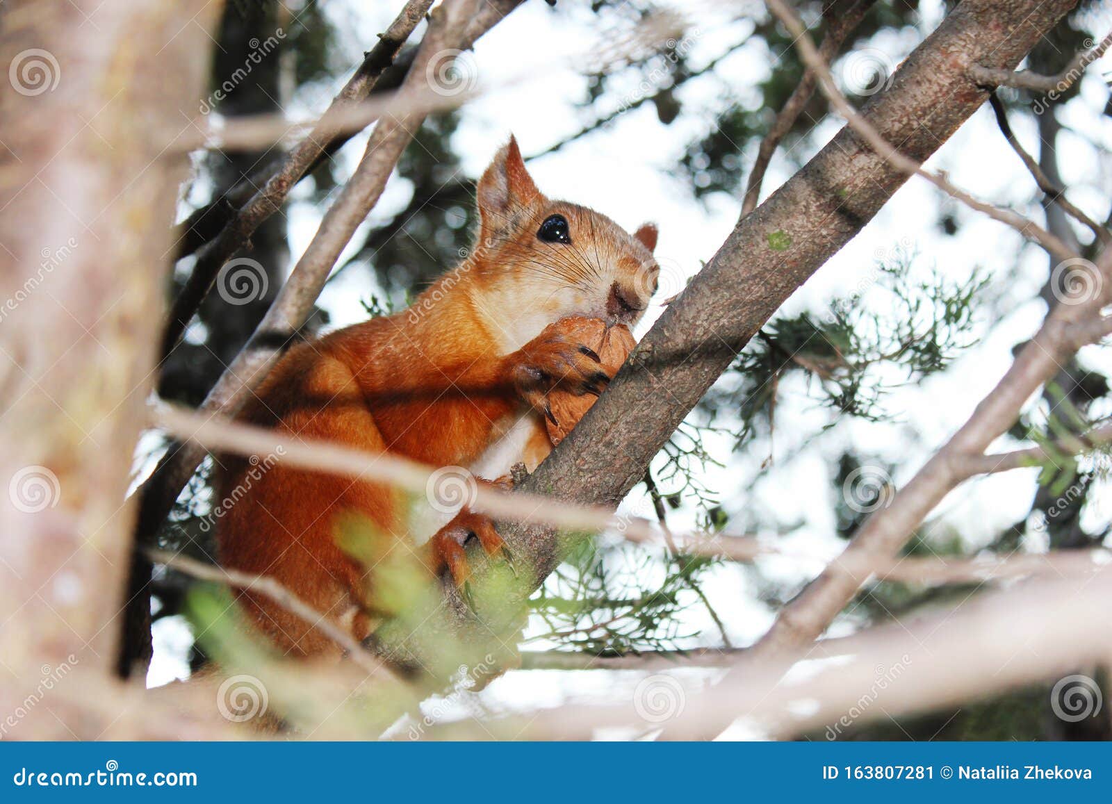 Beautiful Red Squirrel Eating Walnuts on a Tree Stock Image - Image of ...