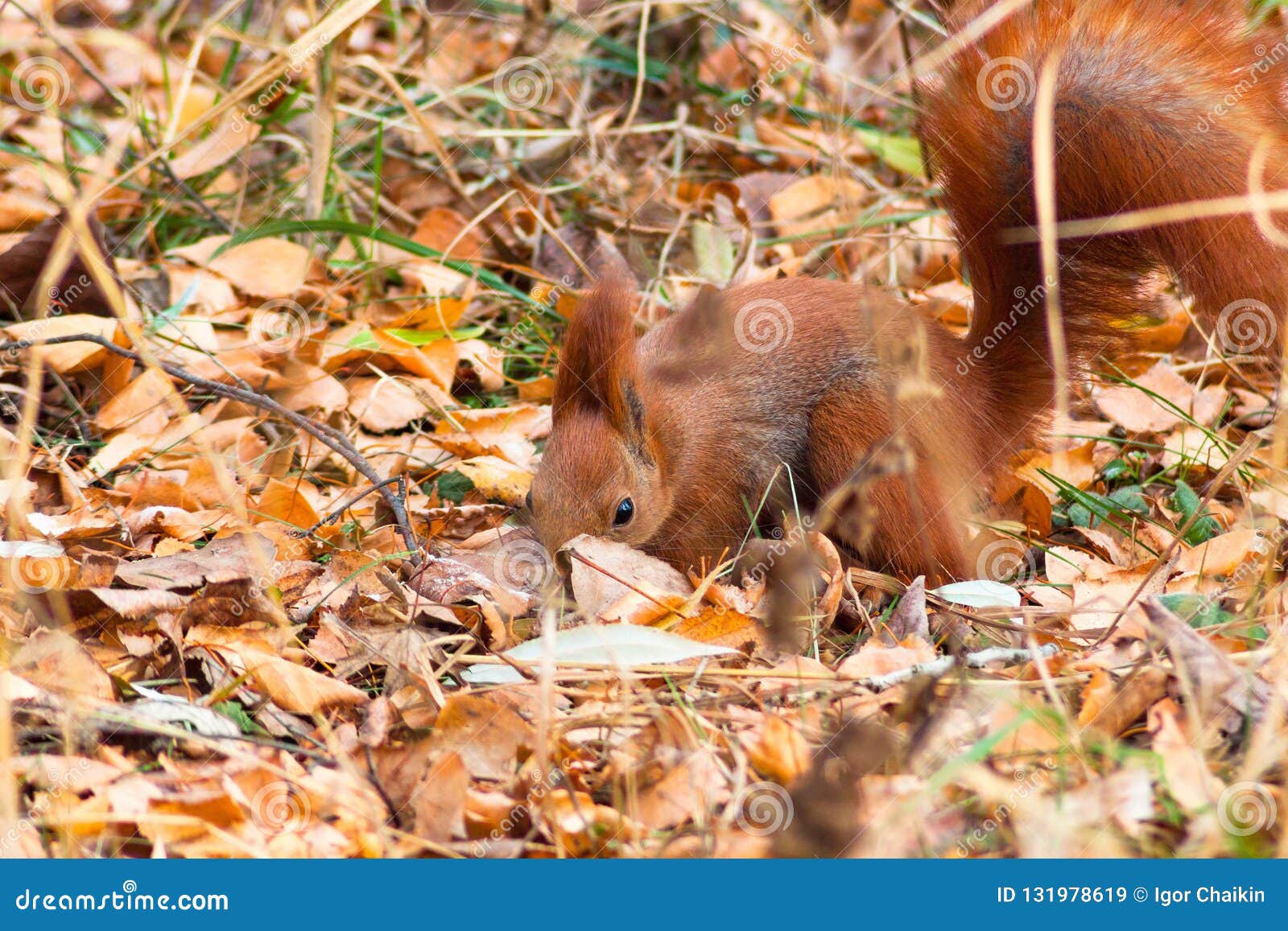 Beautiful Red Squirrel in the Forest. Stock Image - Image of tree, wild ...