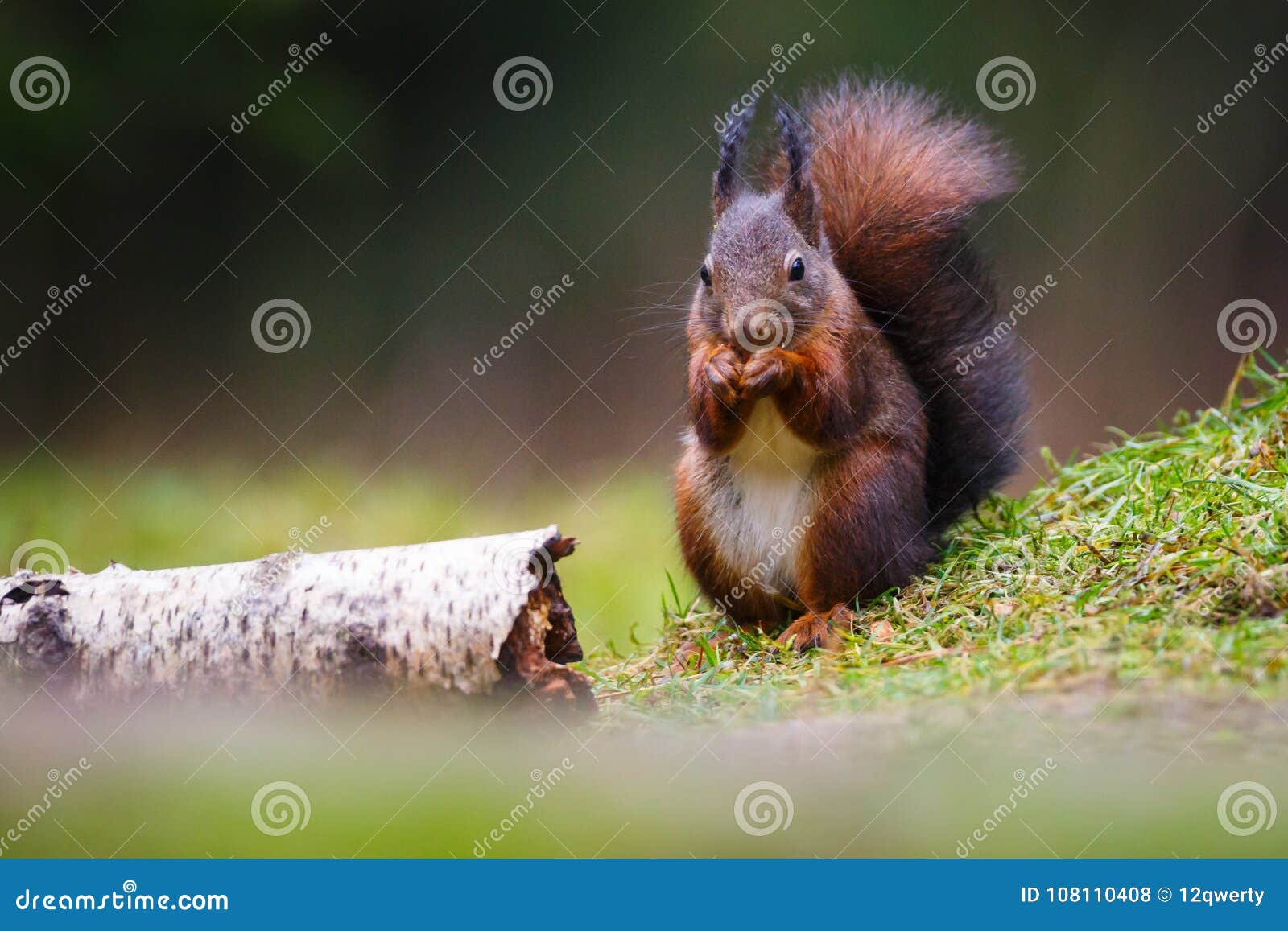 Red squirrel in a forest stock photo. Image of wildlife - 108110408