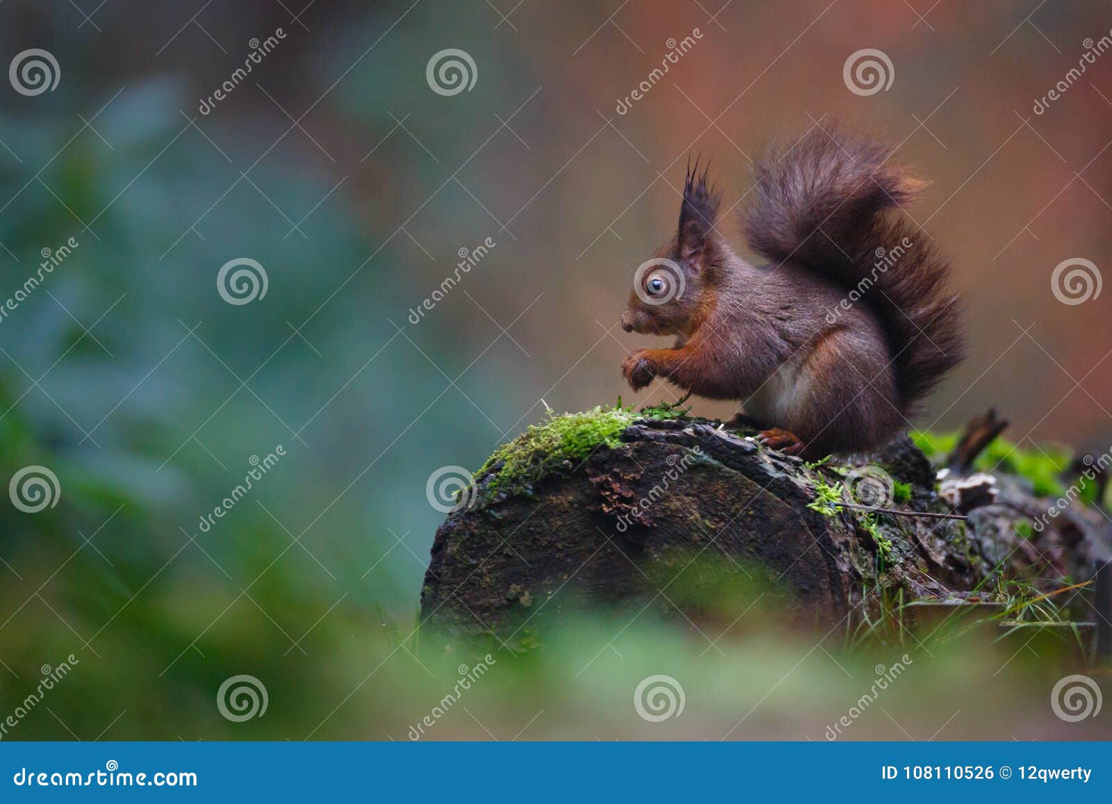 Red squirrel in a forest stock photo. Image of bushy - 108110526