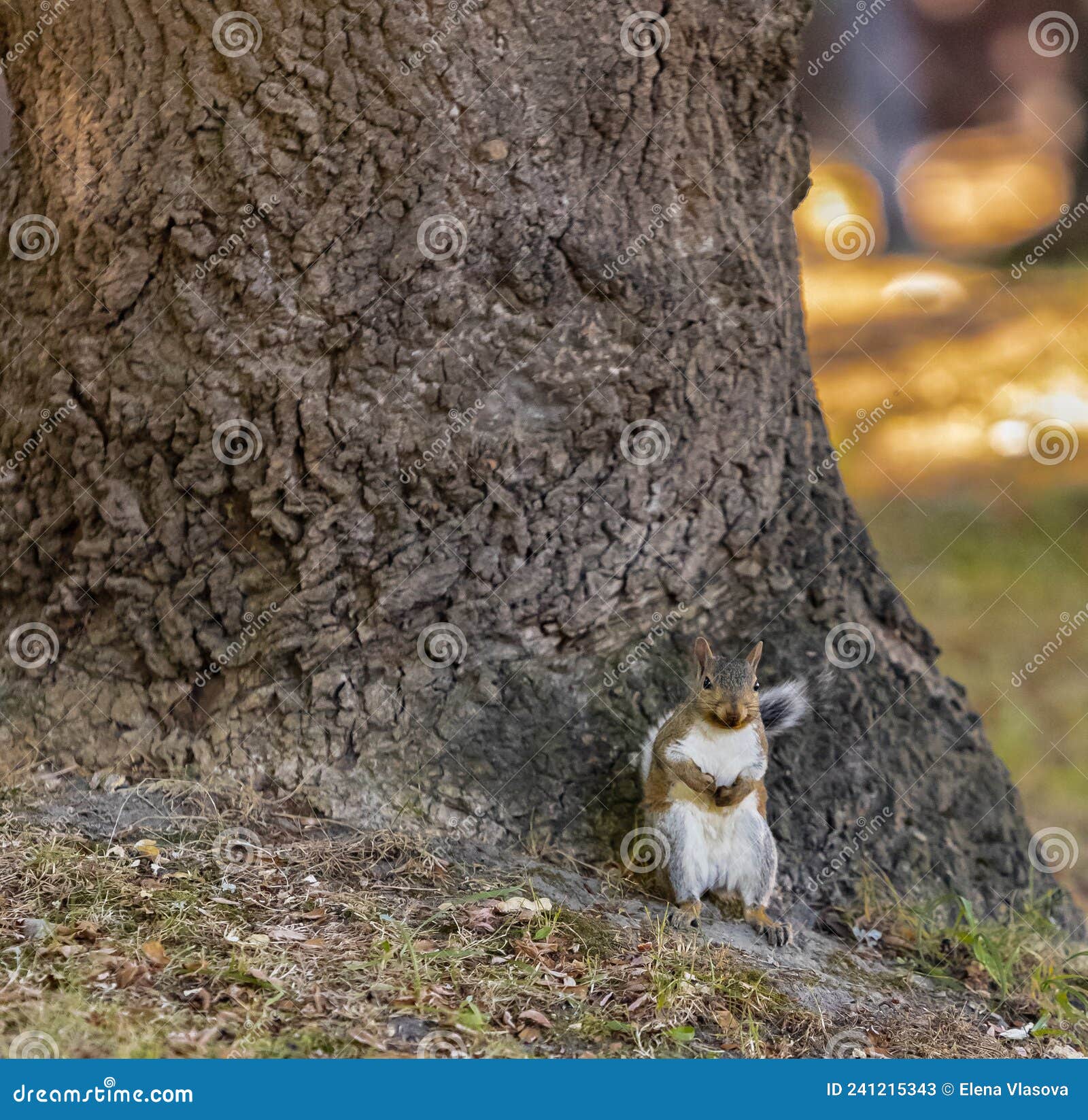 A Beautiful Red Squirrel Sits Under a Tree in the Autumn Forest and ...