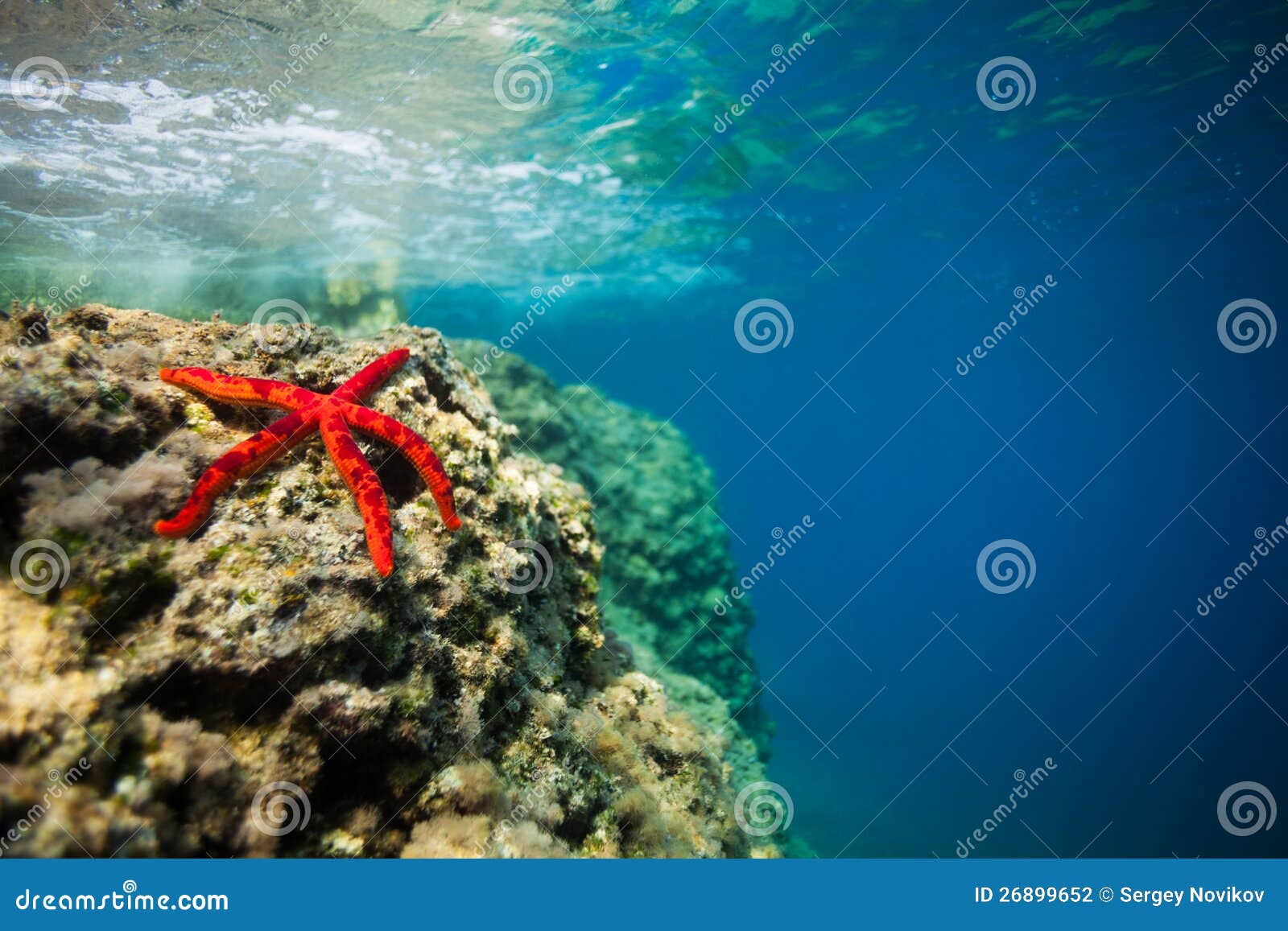 Beautiful Red Starfish on Rock Underwater Stock Photo - Image of ...