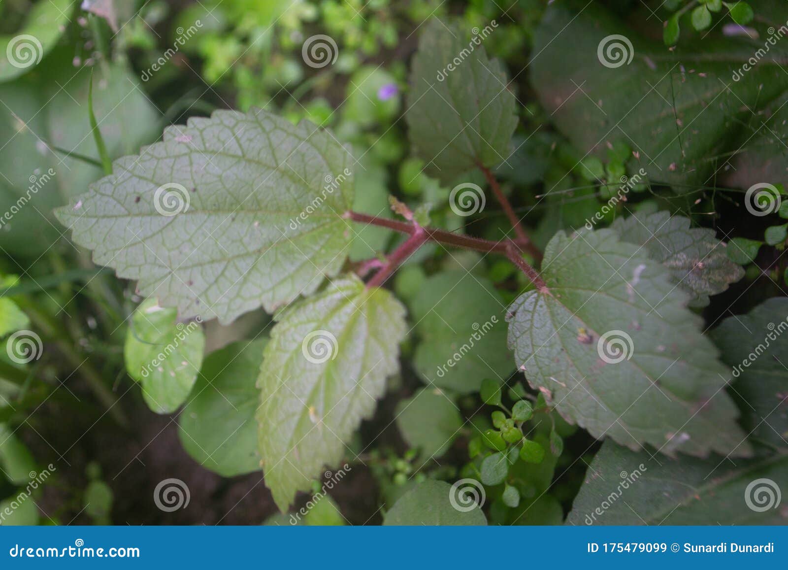 Beautiful Red Stem of a Tiny Tree Stock Image - Image of stem, tiny ...