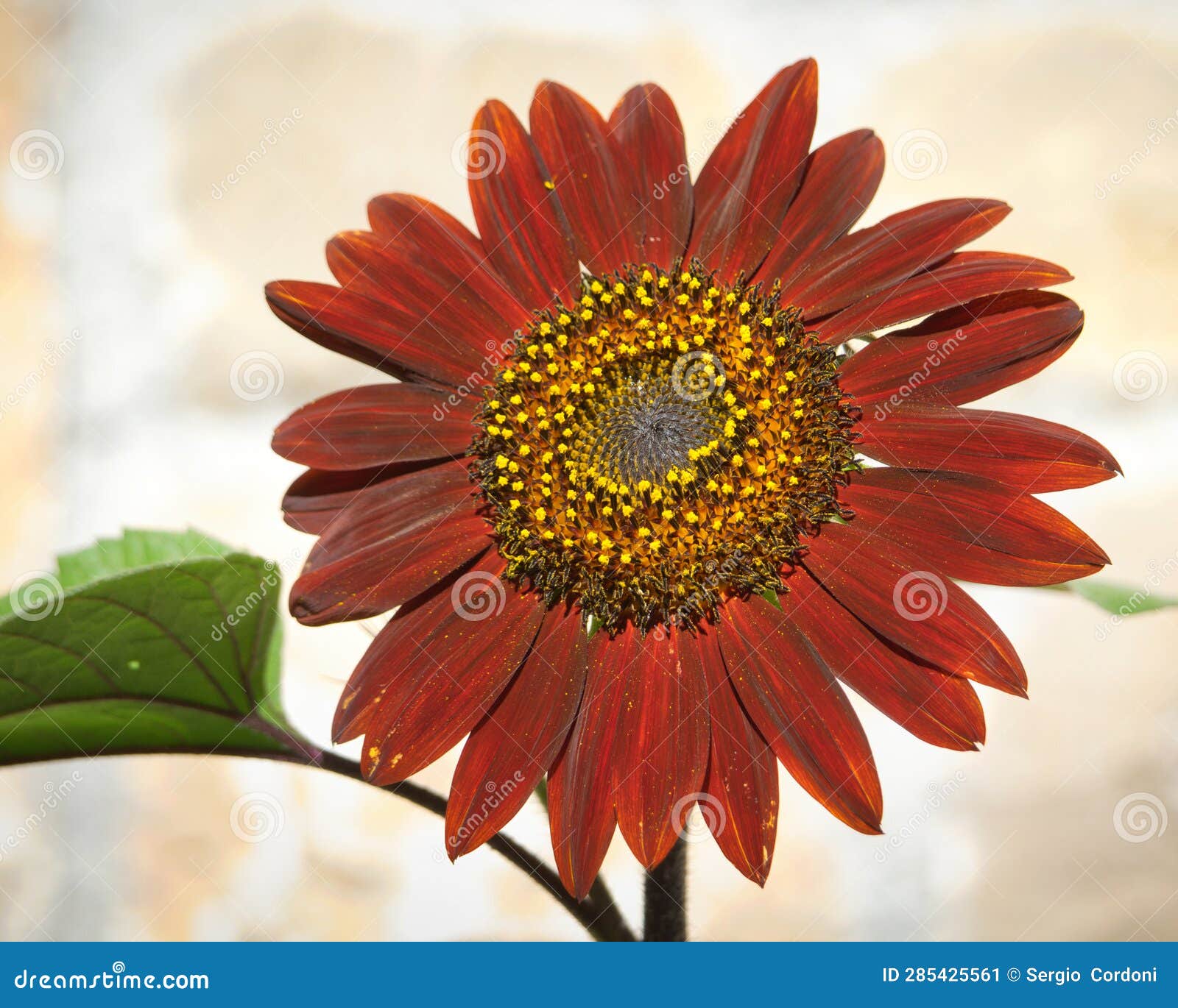 Red Sunflower stock image. Image of coloursfoowers, beautiful - 285425561