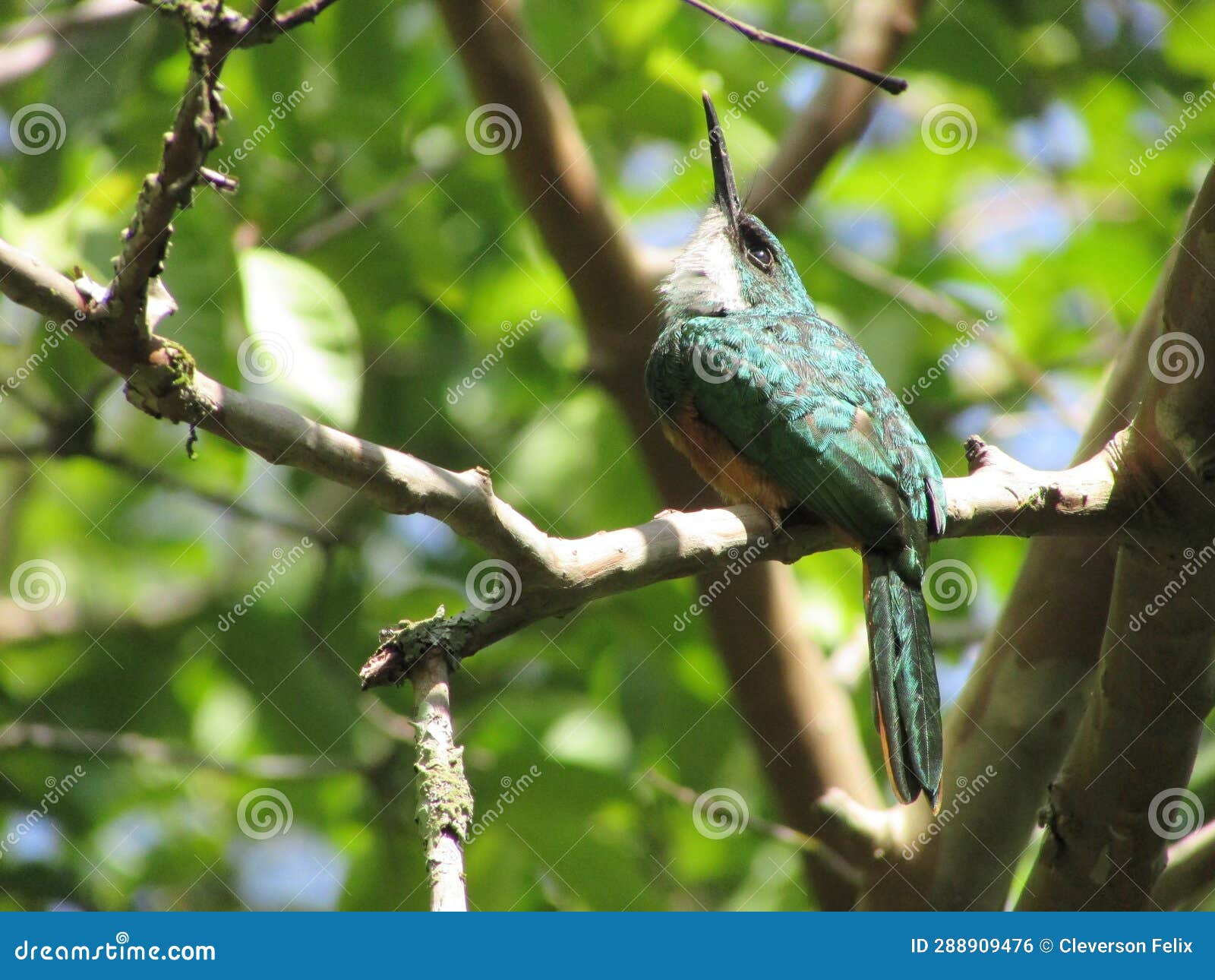 A Beautiful Red-tailed Booby Galbula Ruficauda Stock Photo - Image of ...