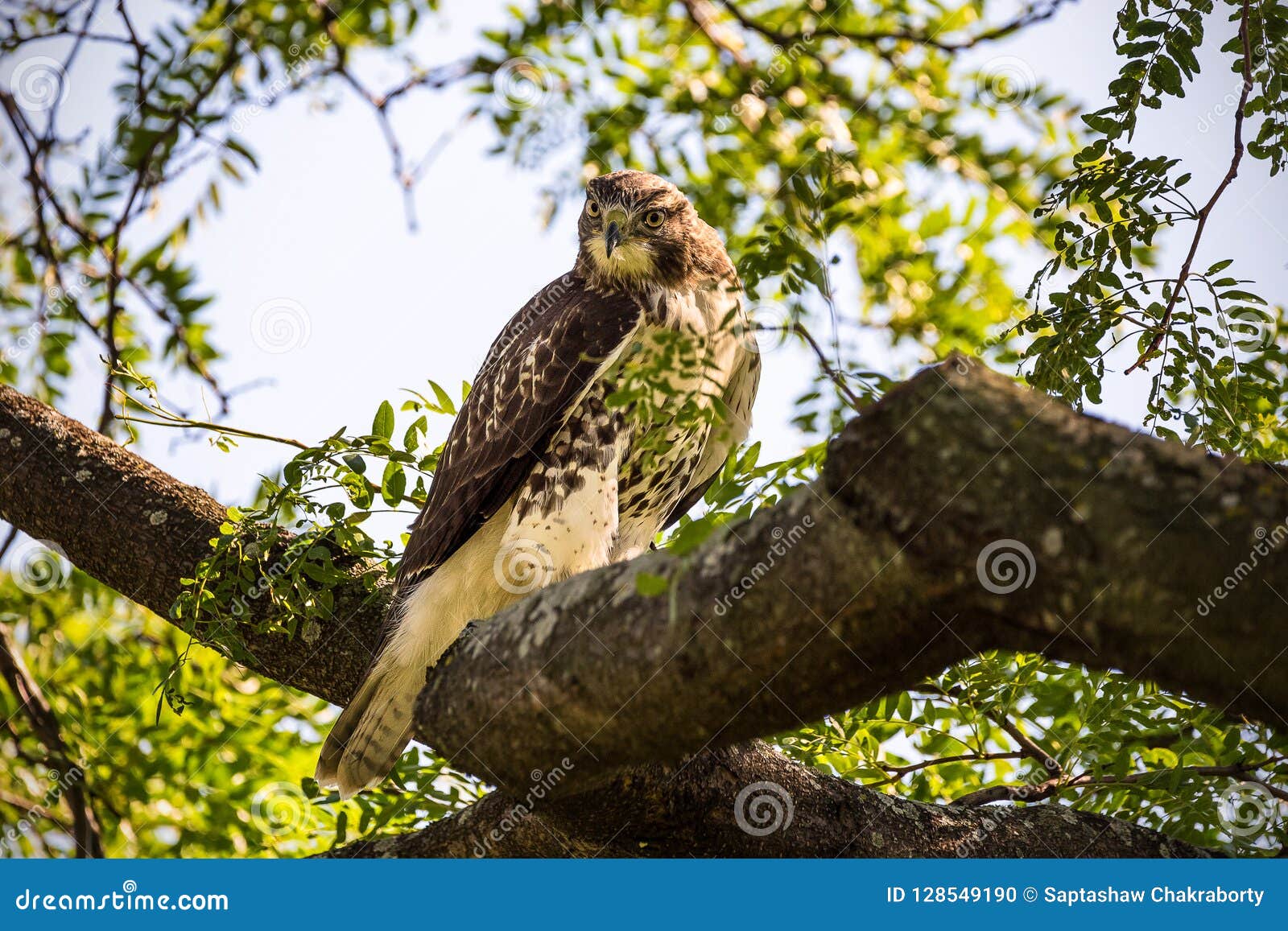 Red Tailed Hawk Perched on a Branch Stock Photo - Image of outdoor ...