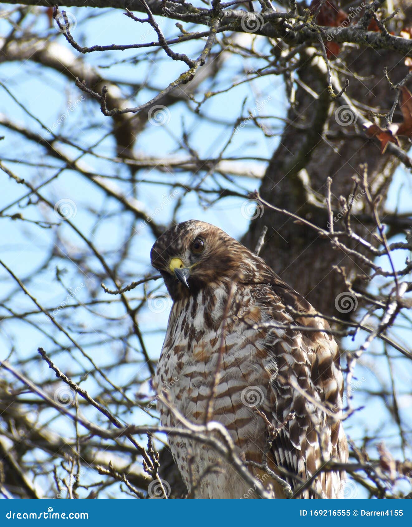 Beautiful Red Tailed Hawk Portrait High Quality Stock Image - Image of ...