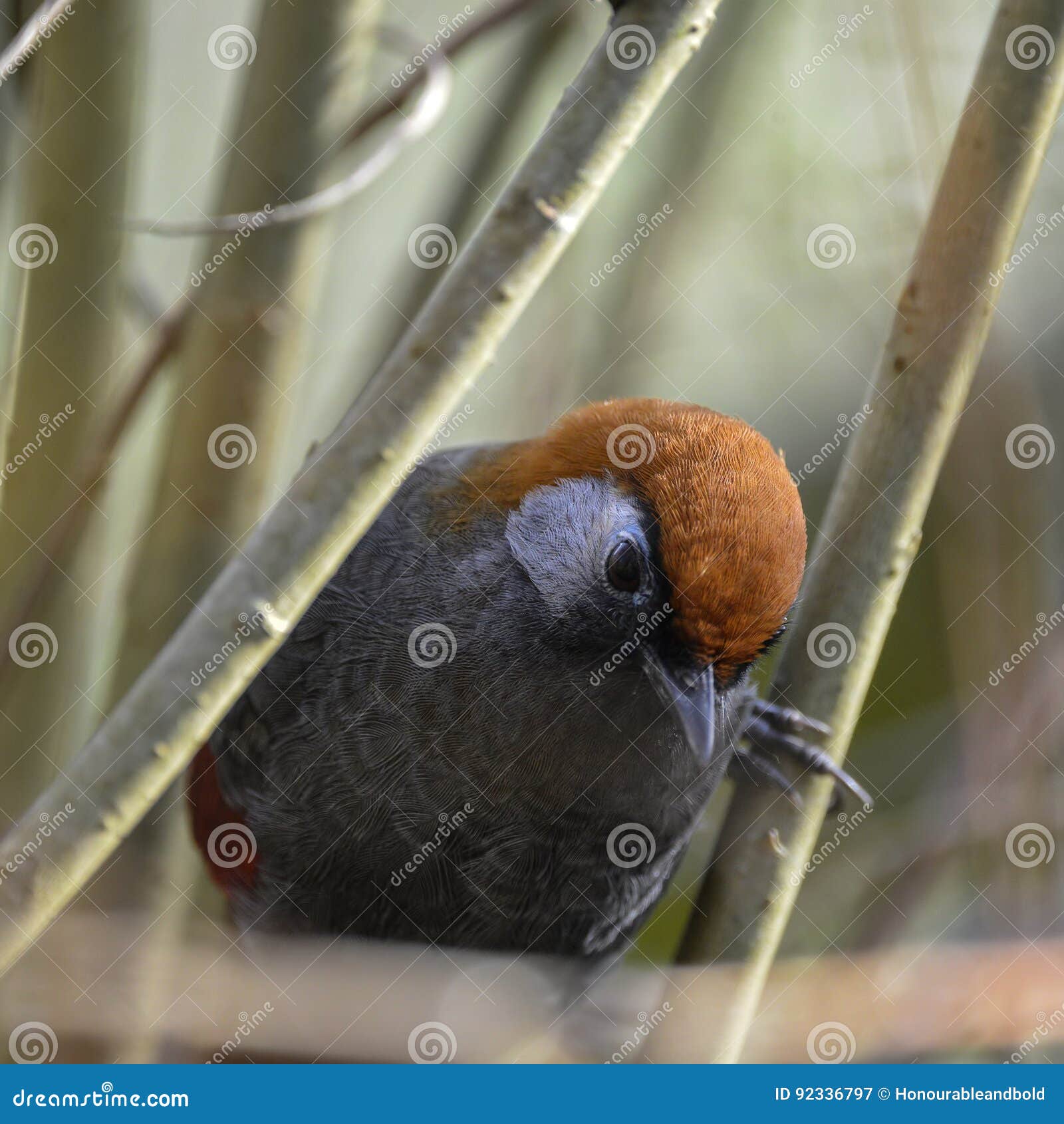 Beautiful Red Tailed Laughing Thrush Bird Trochalopteron Milner Stock ...