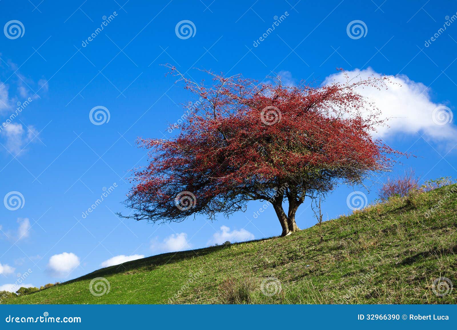 Beautiful red tree stock photo. Image of detente, clouds - 32966390